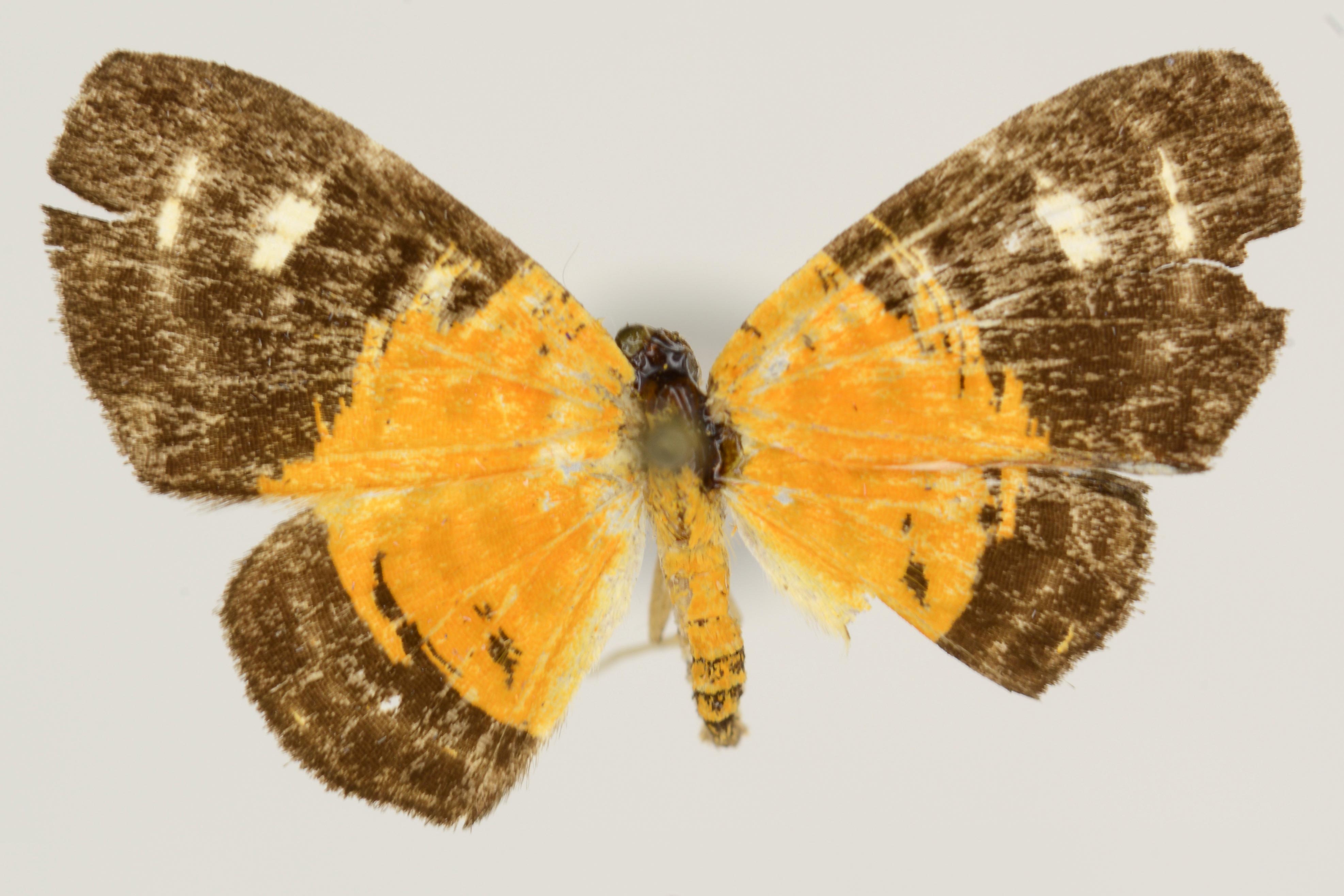 Tigria elinas (type specimens)