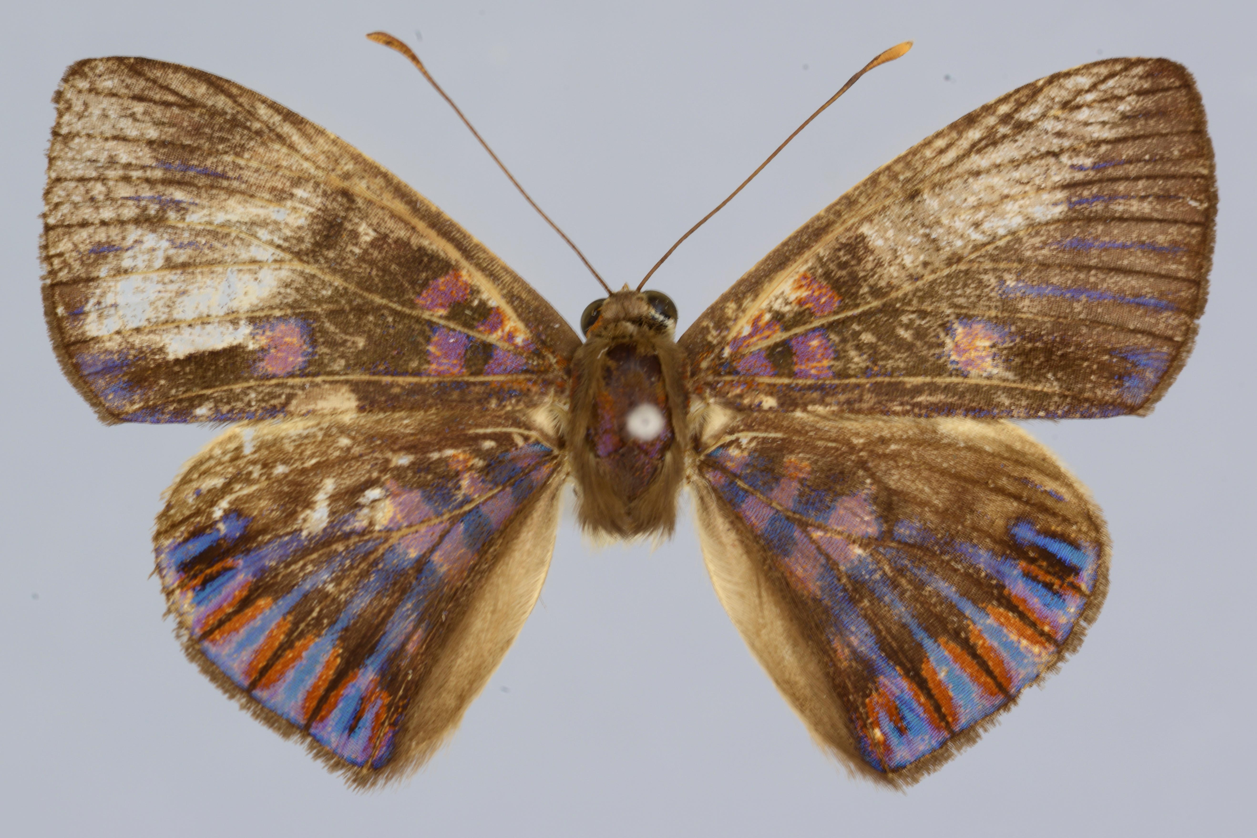Alesa amethystina (type specimens)