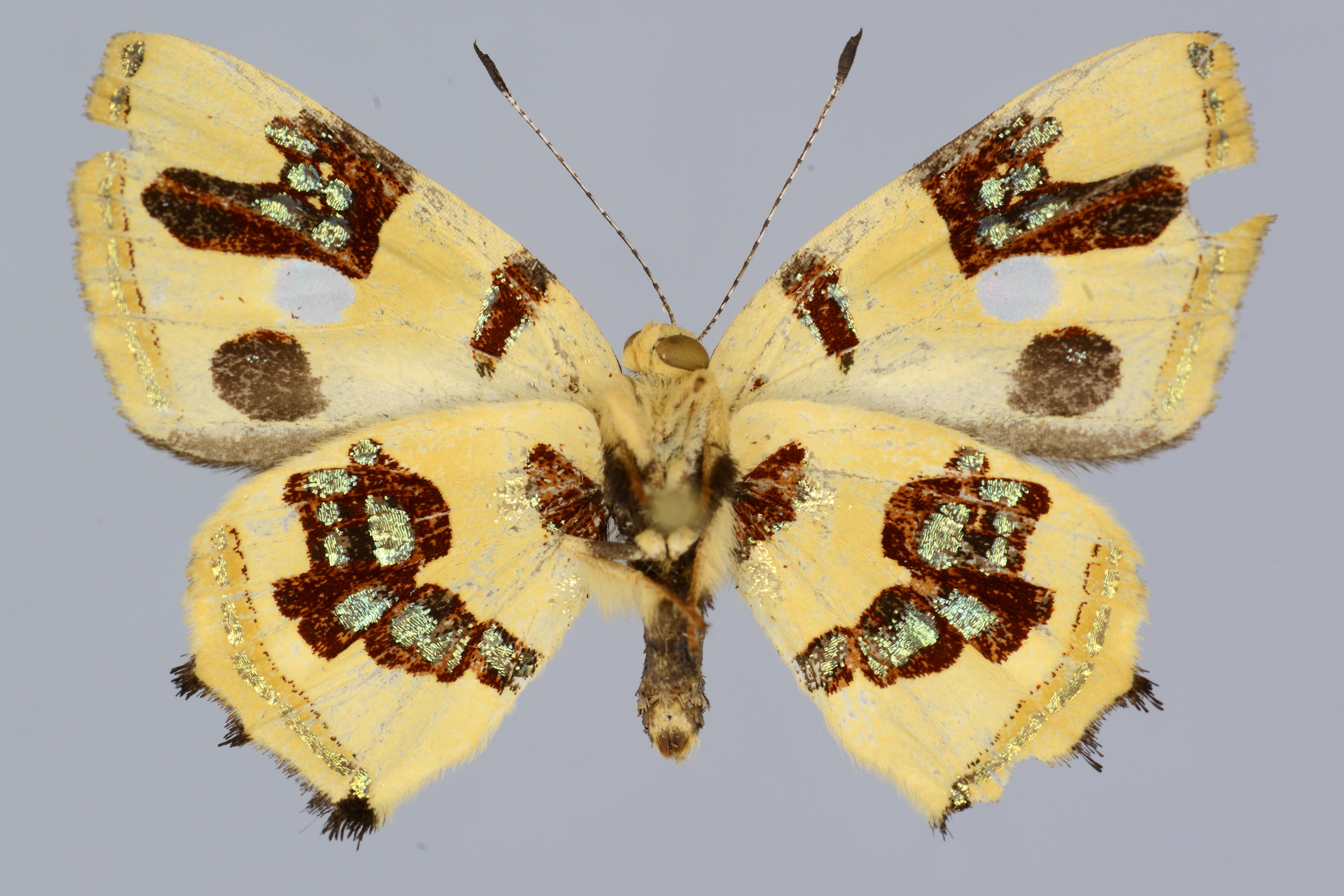 Anteros aurigans (type specimens)