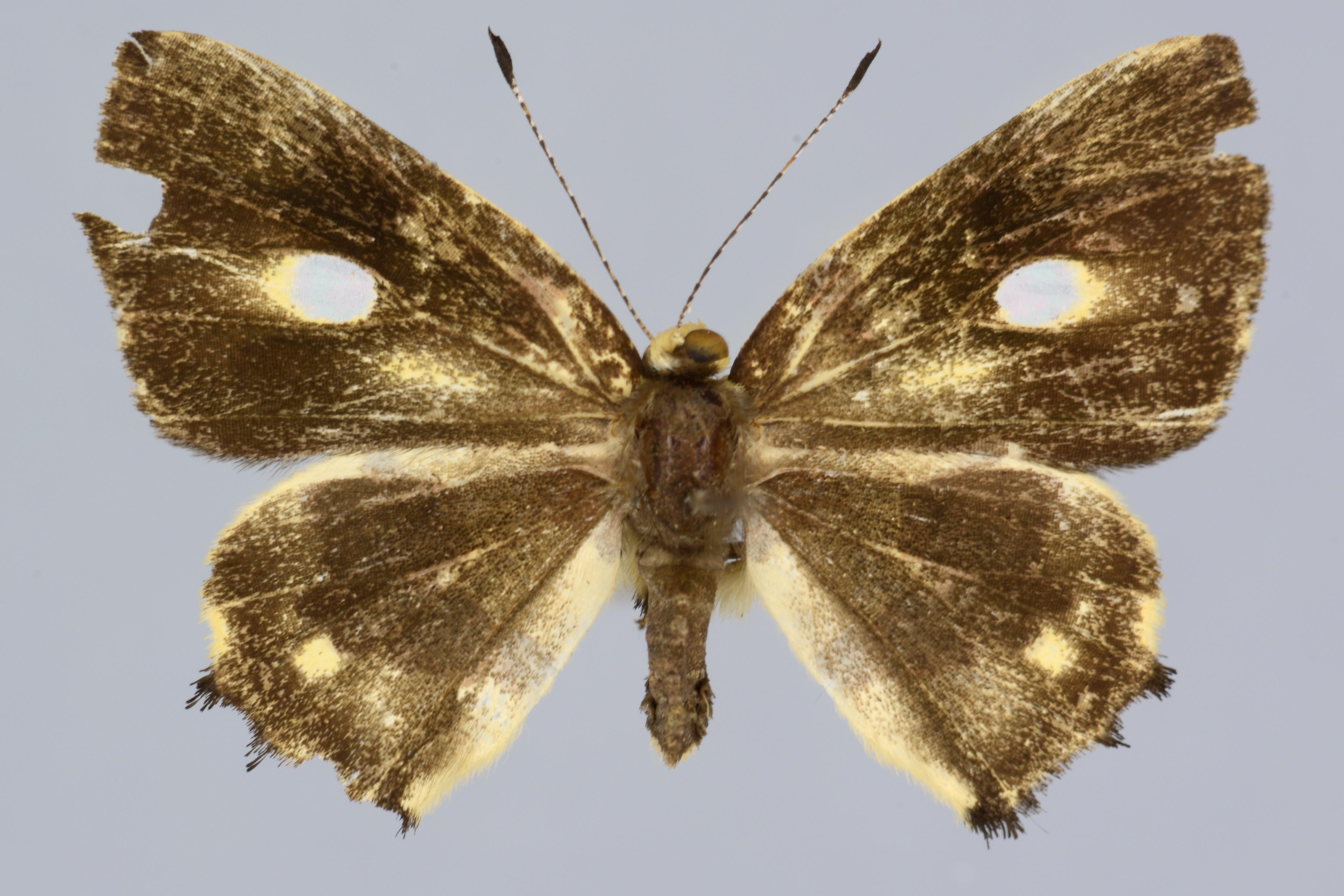 Anteros aurigans (type specimens)