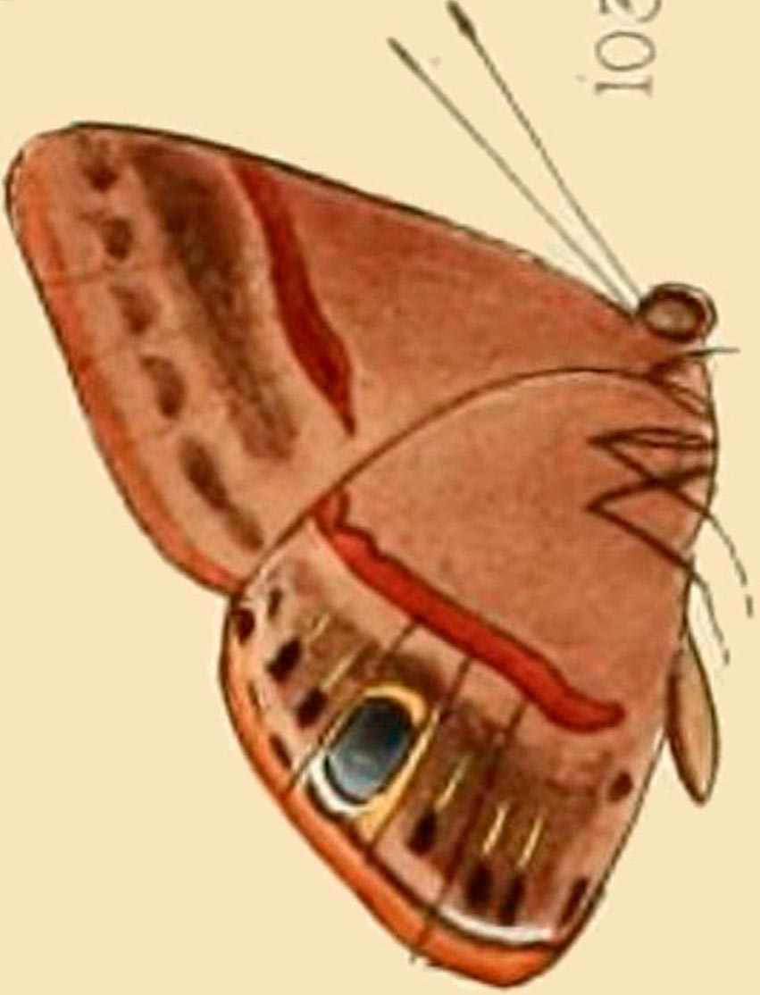 Euselasia eurymachus , original illustration of a type
