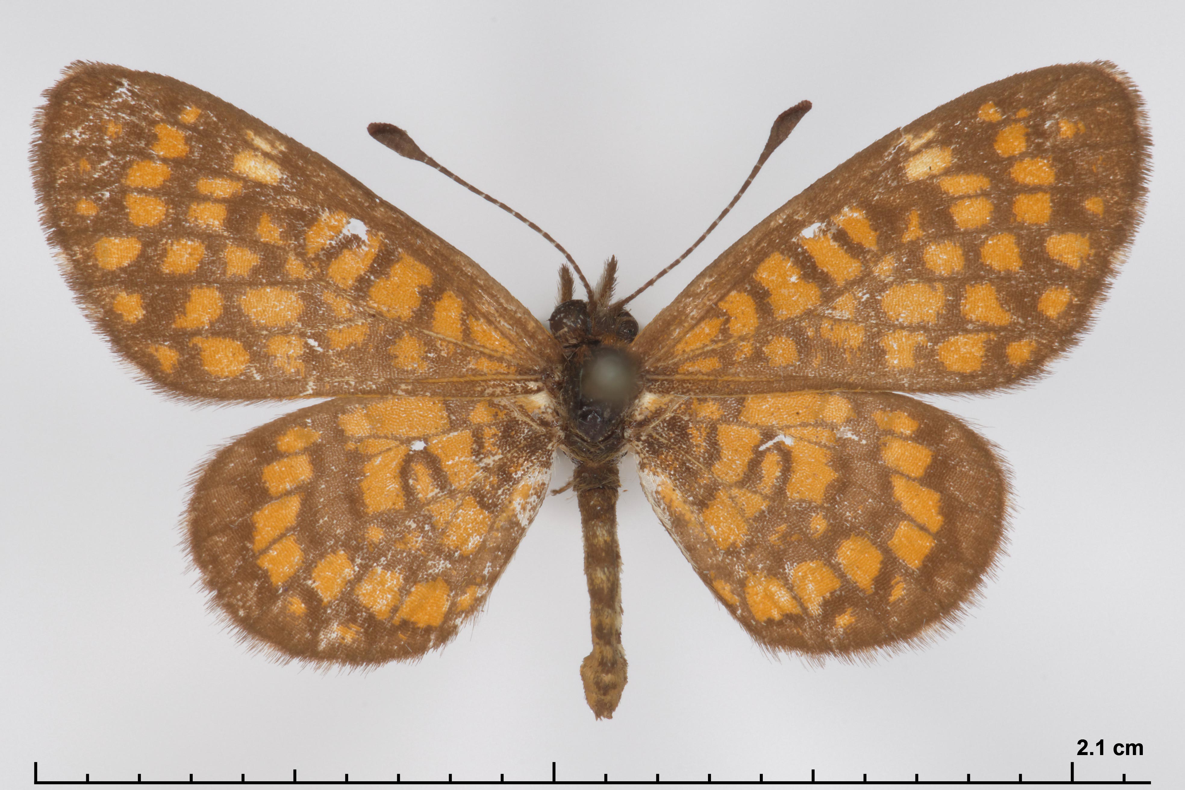 Microtia d. dymas (type specimens)
