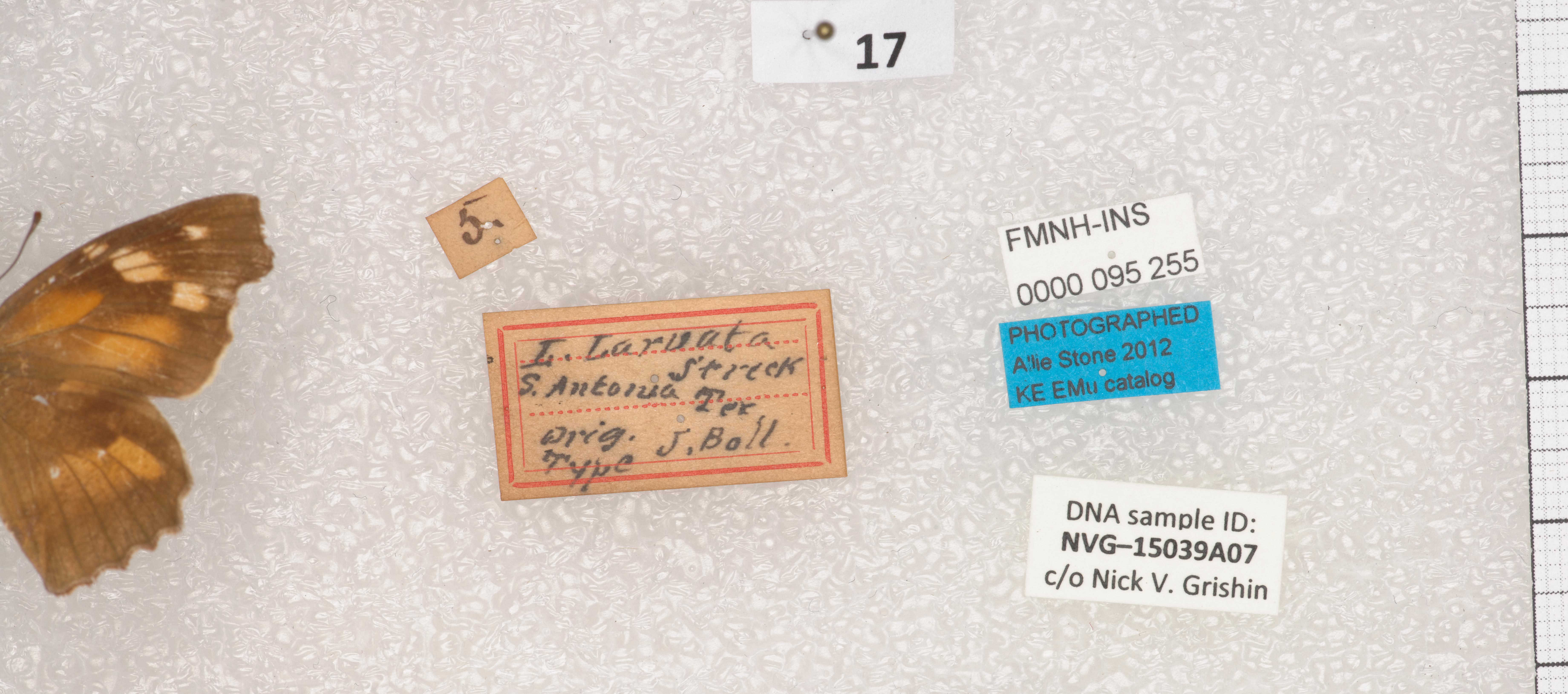 Libytheana carinenta larvata (type specimens)