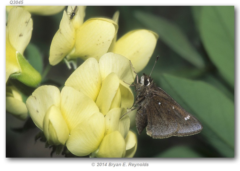 Atrytonopsis hianna turneri (live adults)
