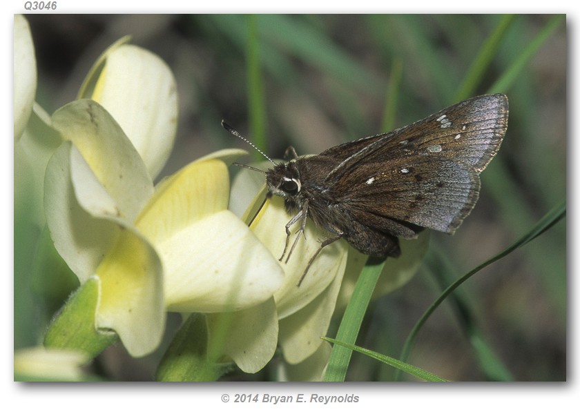 Atrytonopsis hianna turneri (live adults)