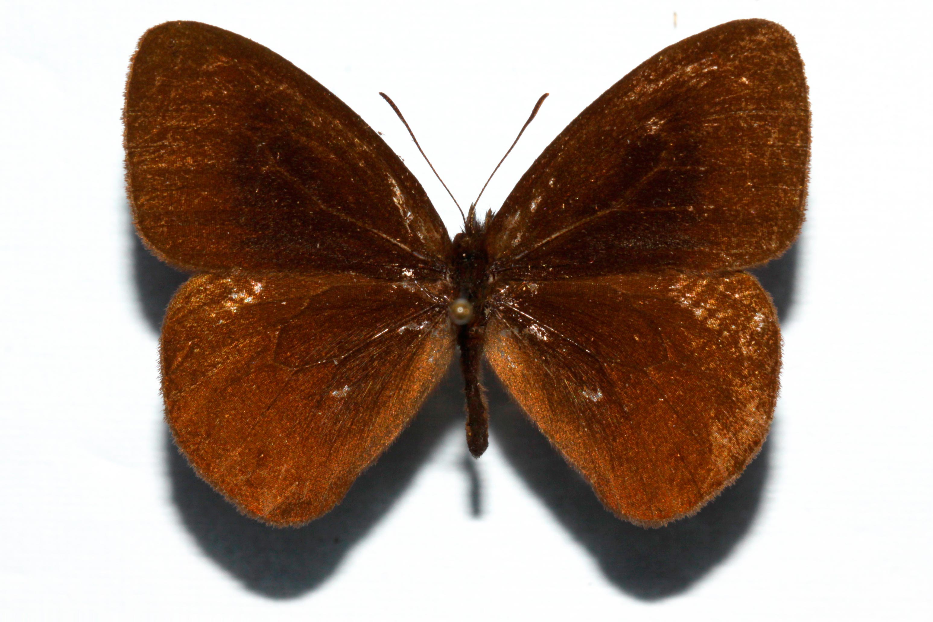 Manerebia benigni tessmanni (type specimens)