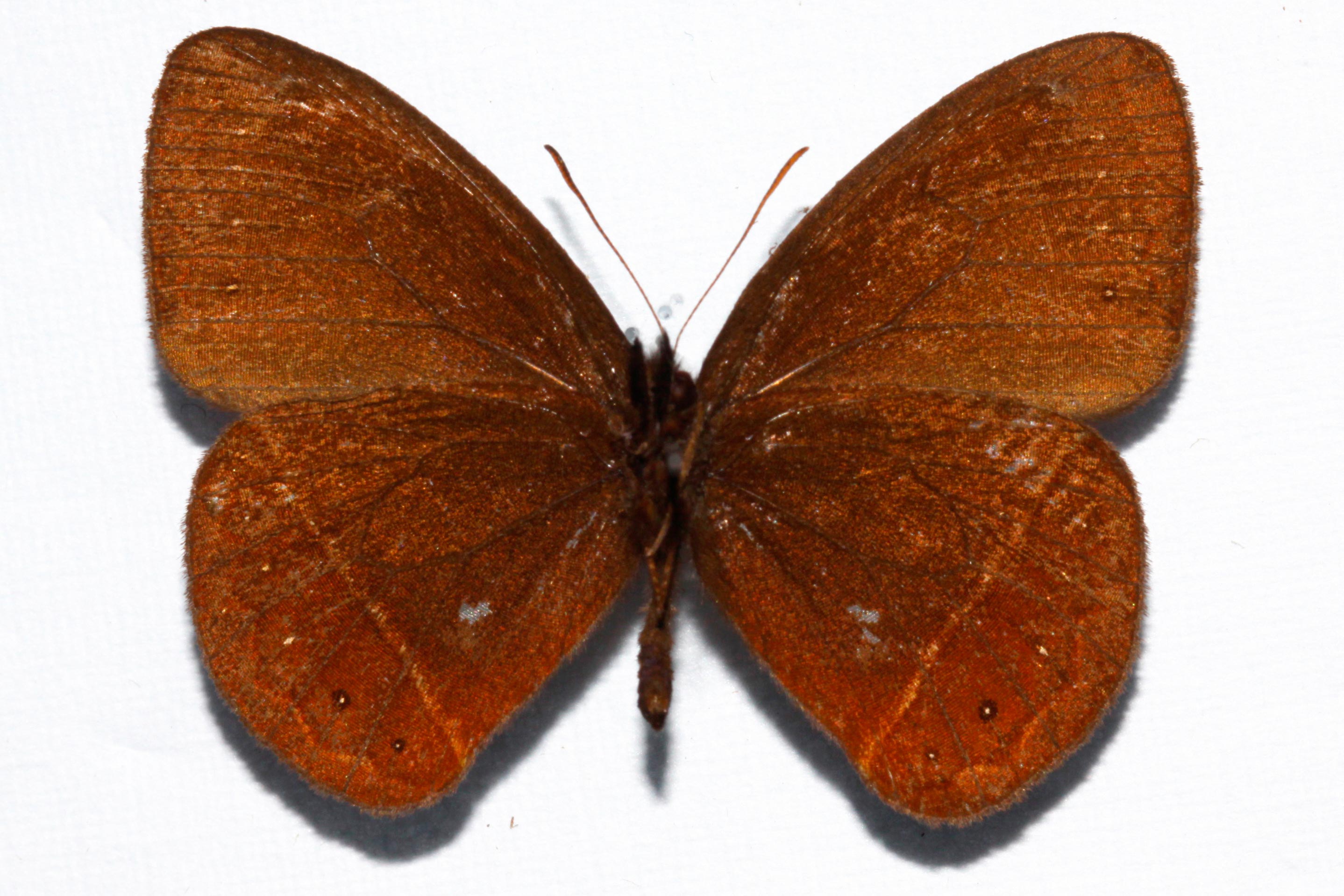 Manerebia benigni tessmanni (type specimens)