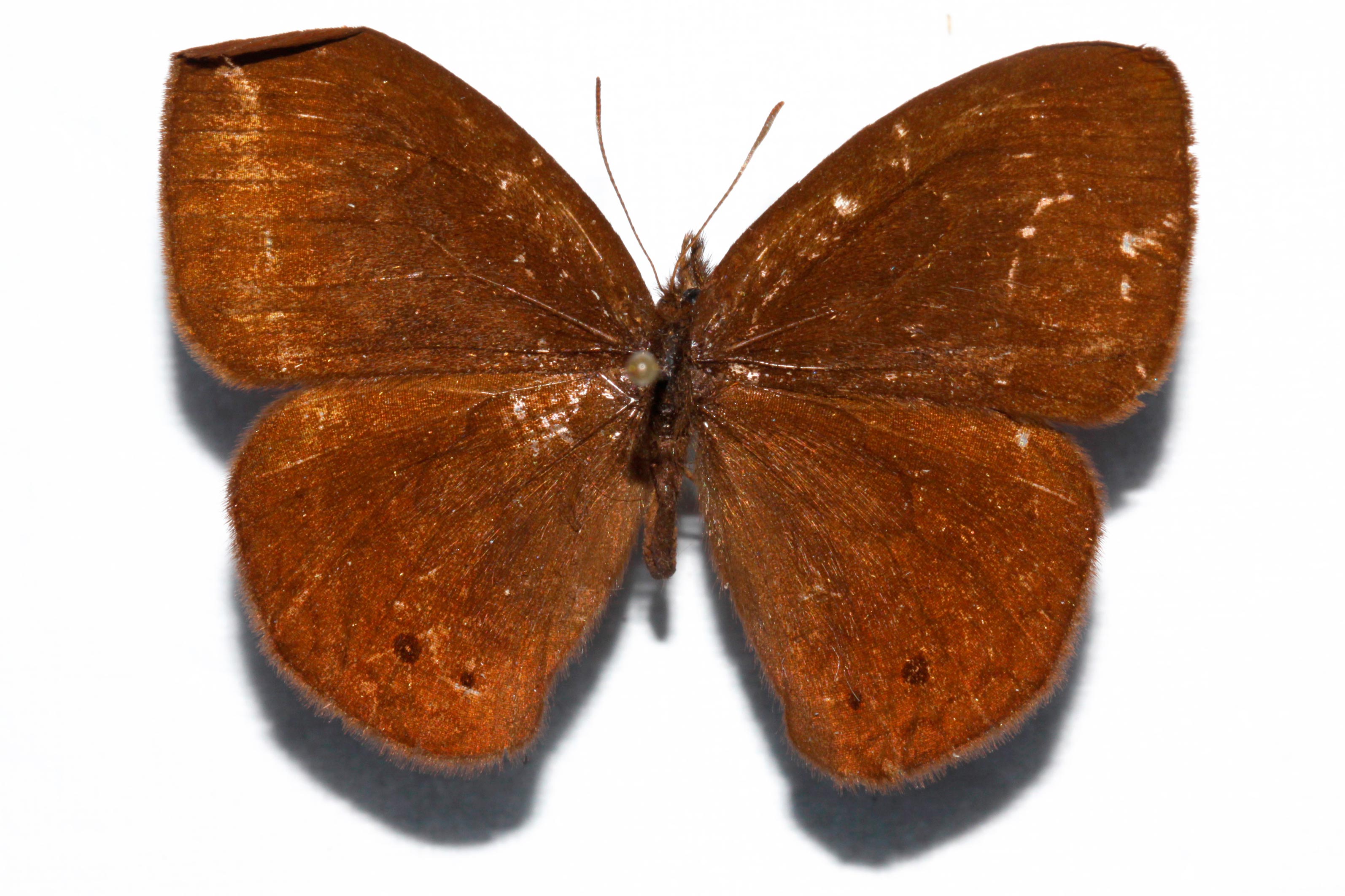 Manerebia diffusa (type specimens)
