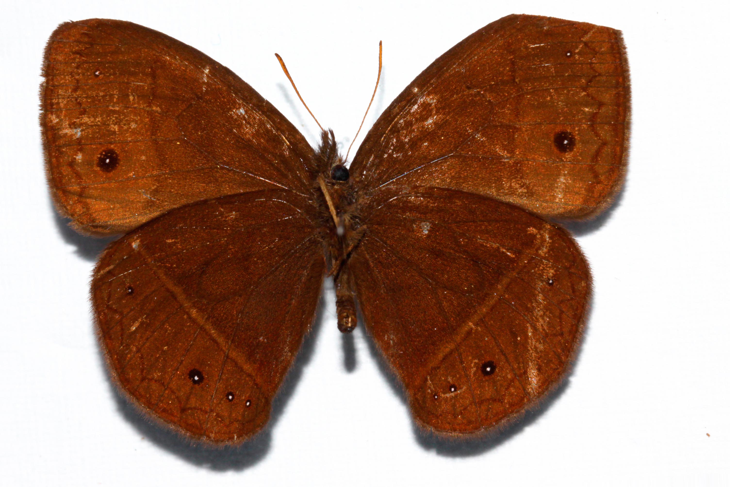 Manerebia diffusa (type specimens)