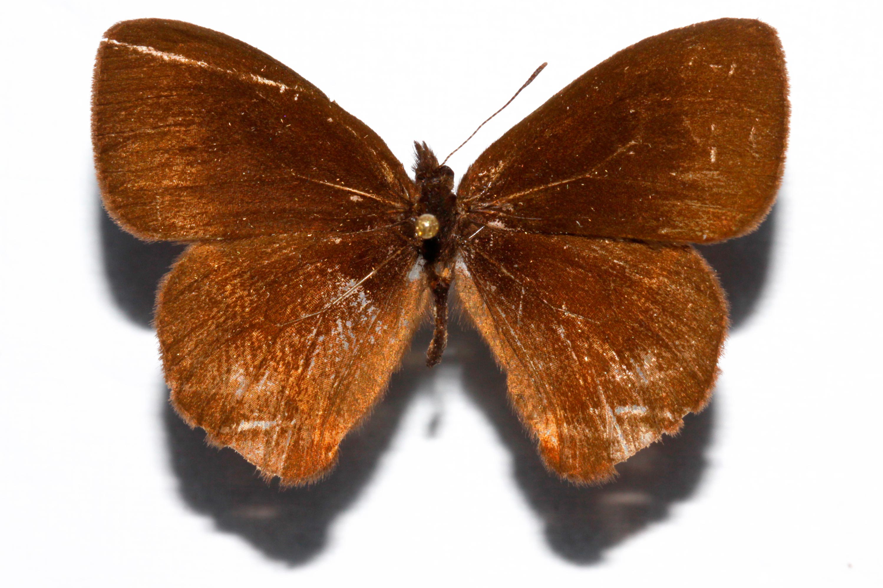 Manerebia h. haywardi (pinned specimens)