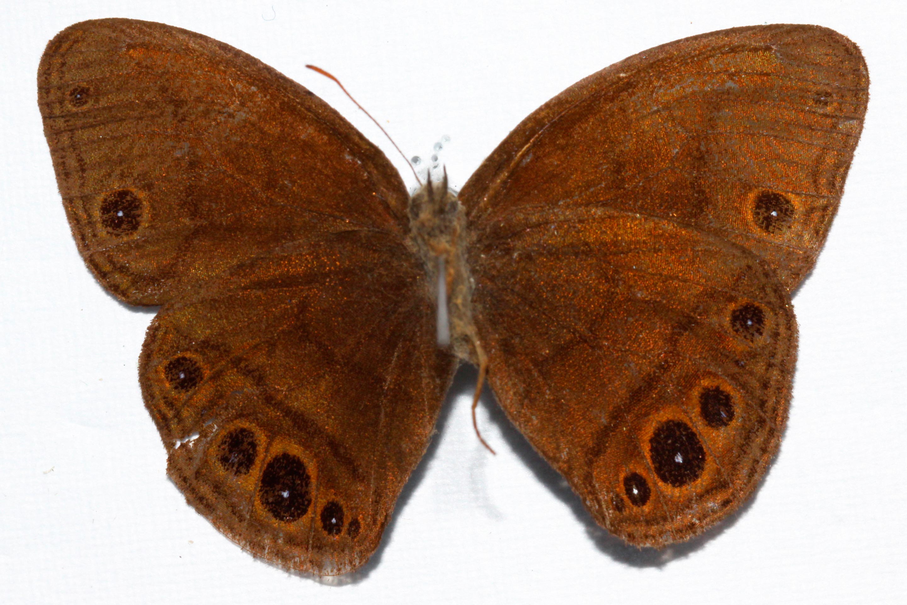 Manerebia magnifica (type specimens)