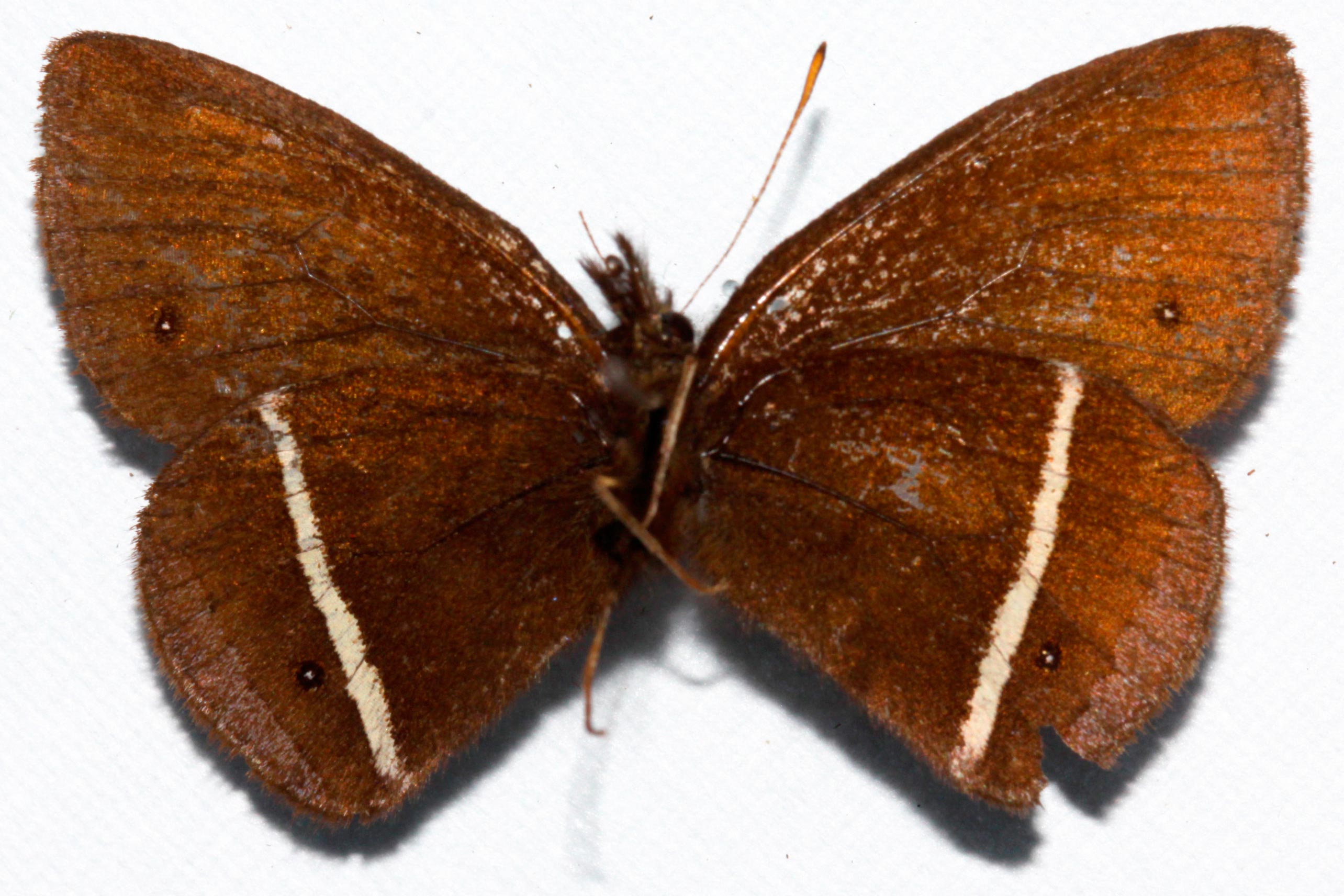 Manerebia seducta (type specimens)