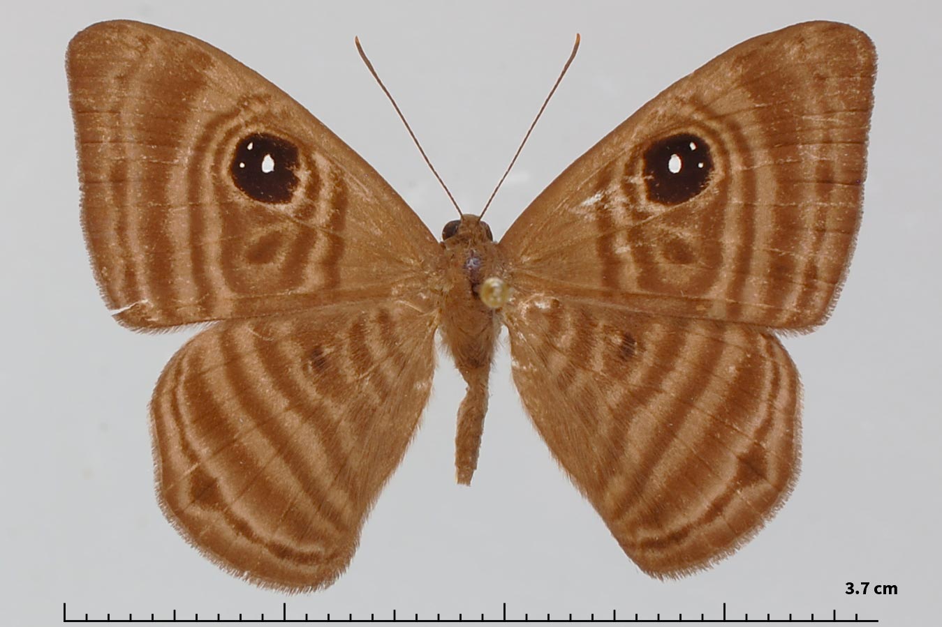 Mesosemia patientia (type specimens)
