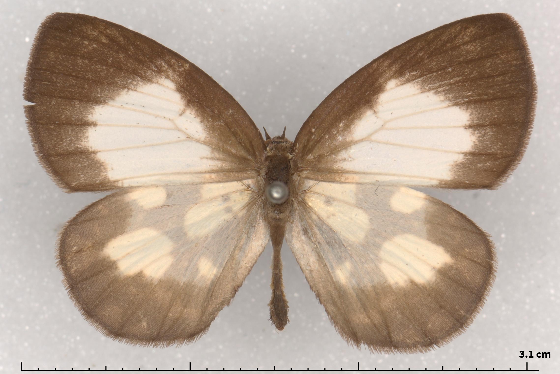 Falcuna orientalis orientalis (TYPE of Liptena confluens Grünberg, 1908 ...