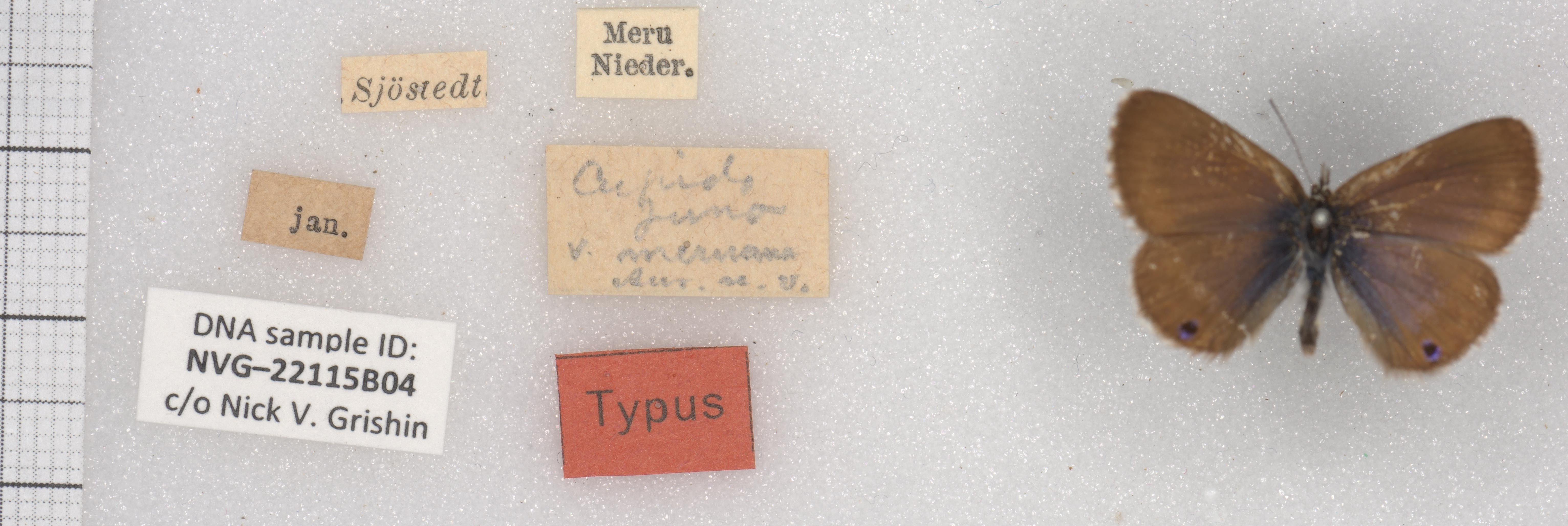 Harpendyreus meruana (type specimens)