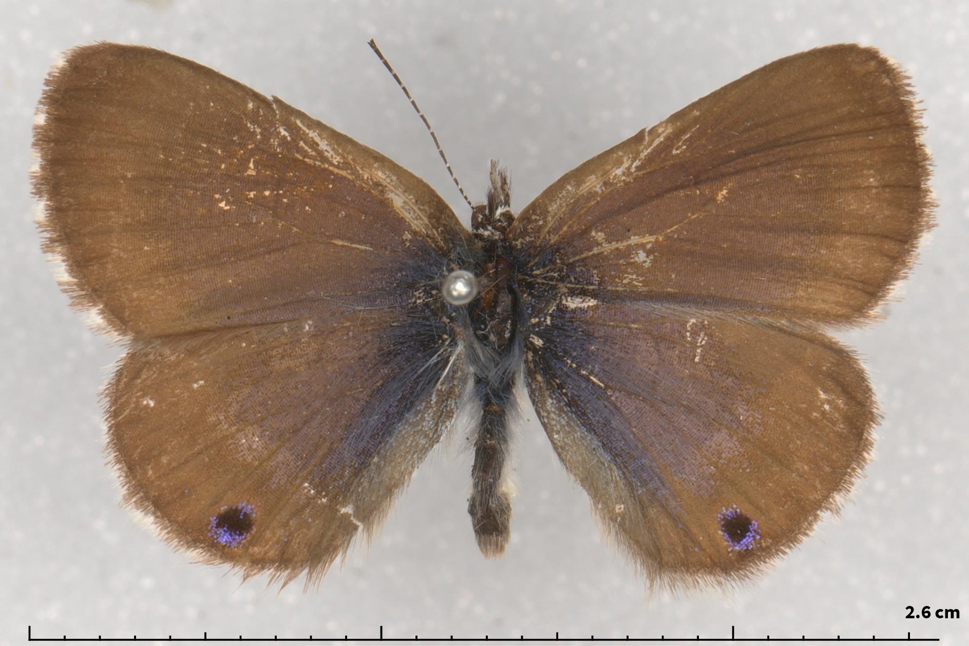 Harpendyreus meruana (type specimens)