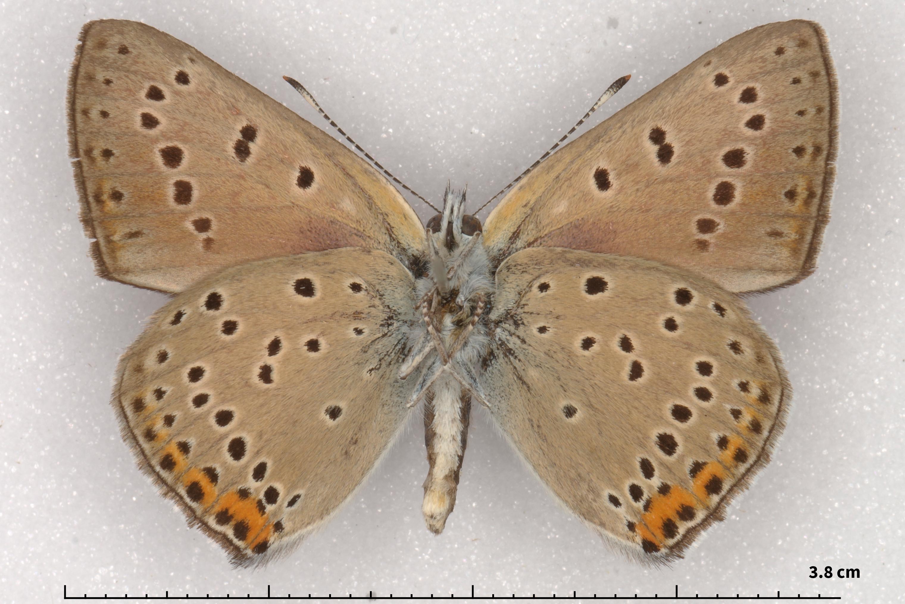 Lycaena hippothoe amurensis SYNTYPE ♂ old [MFNB].