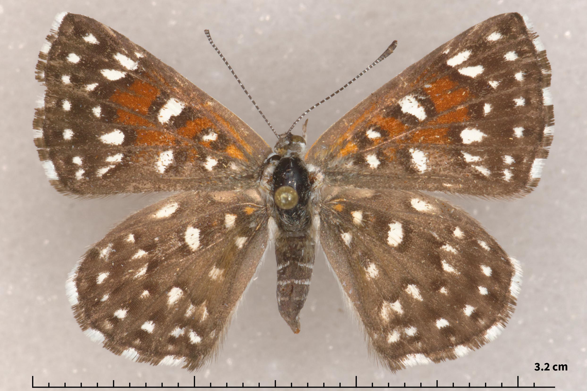 Apodemia mormo autumnalis (type specimens)