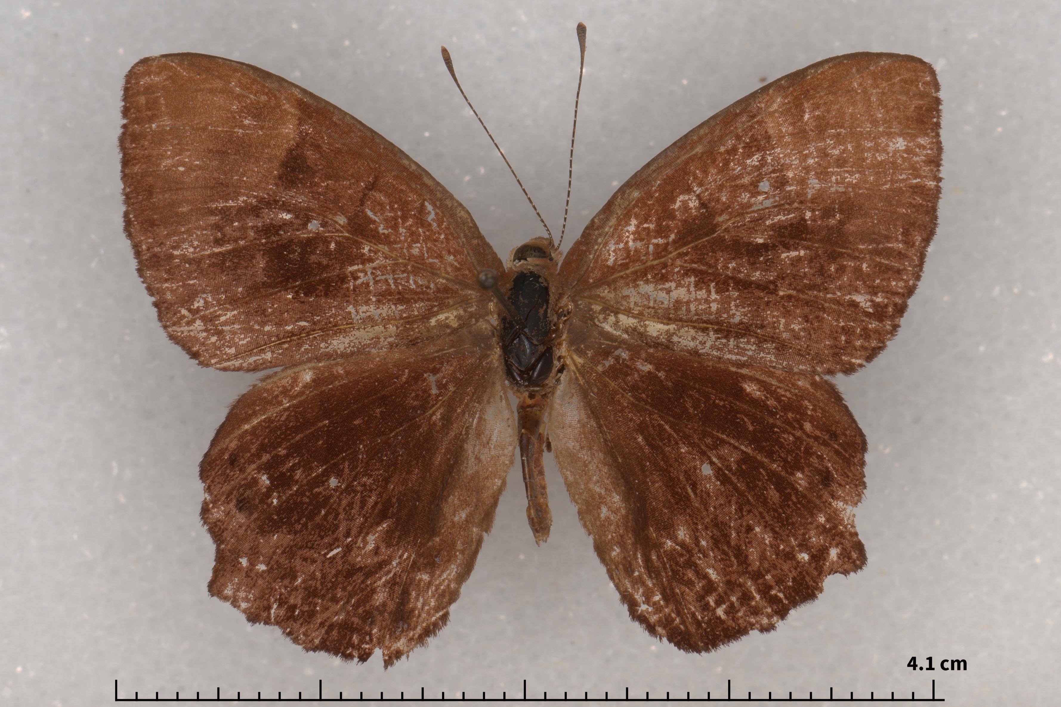 Abisara echerius paionea (pinned specimens)