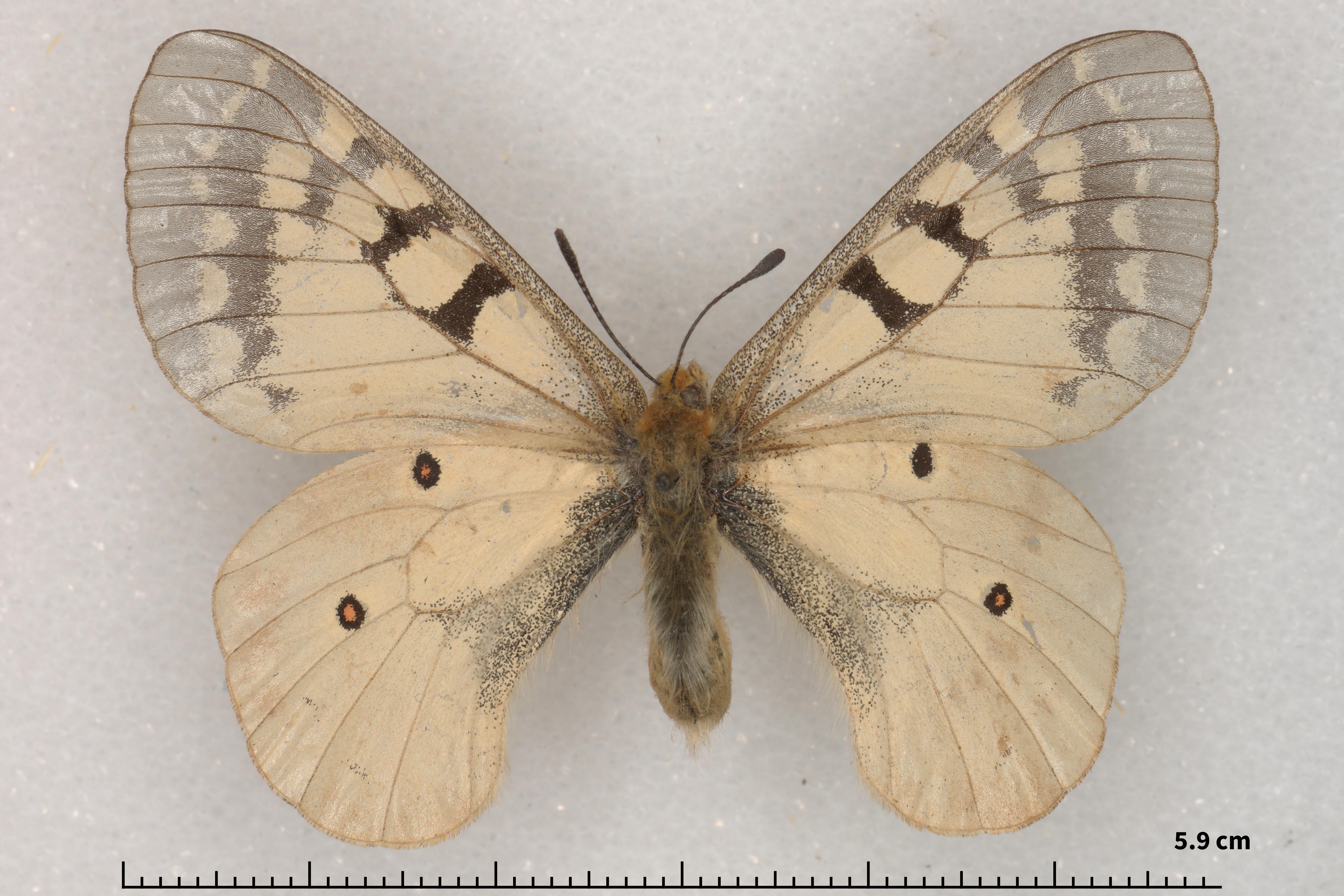 Parnassius c. clodius (pinned specimens)