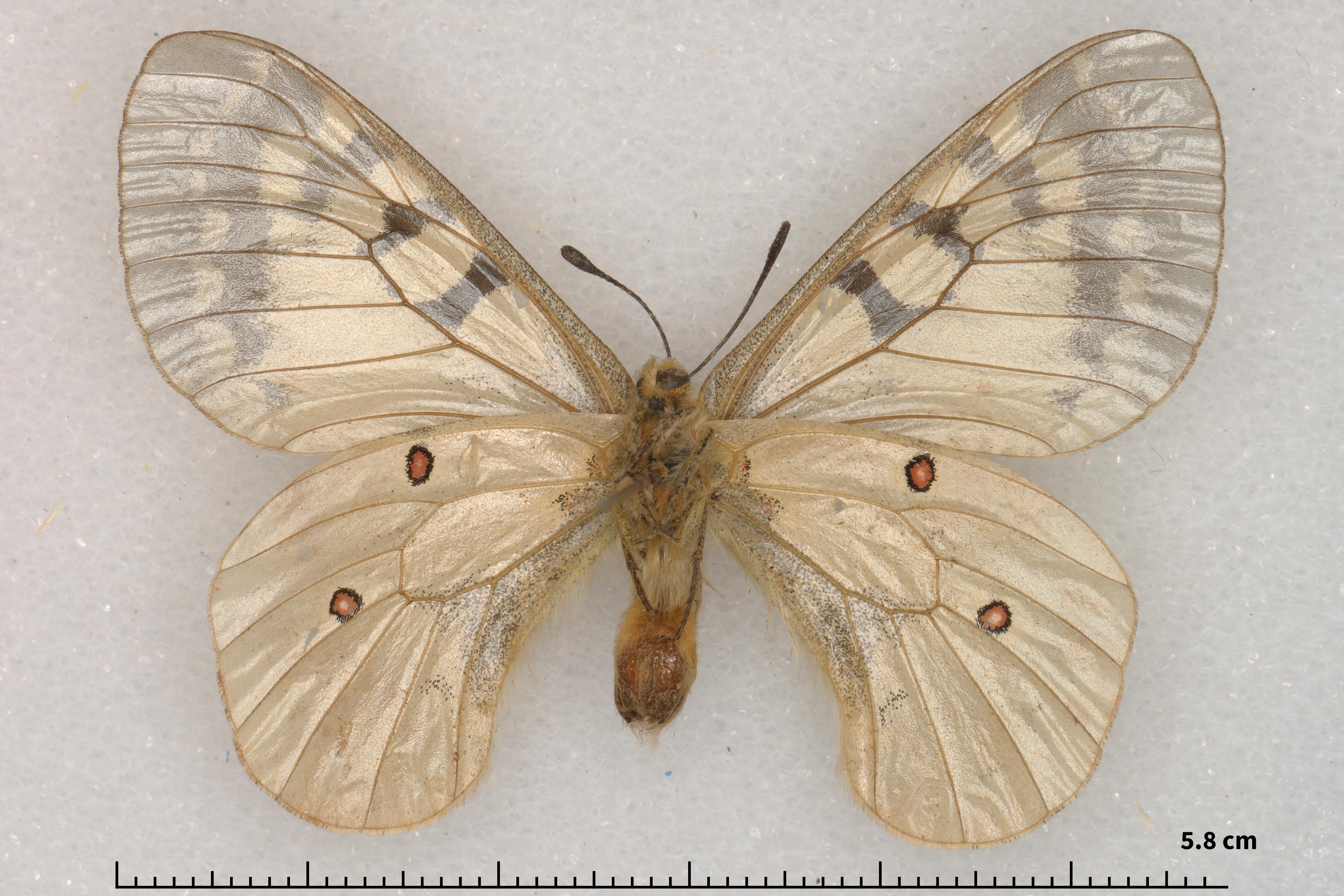 Parnassius c. clodius (pinned specimens)