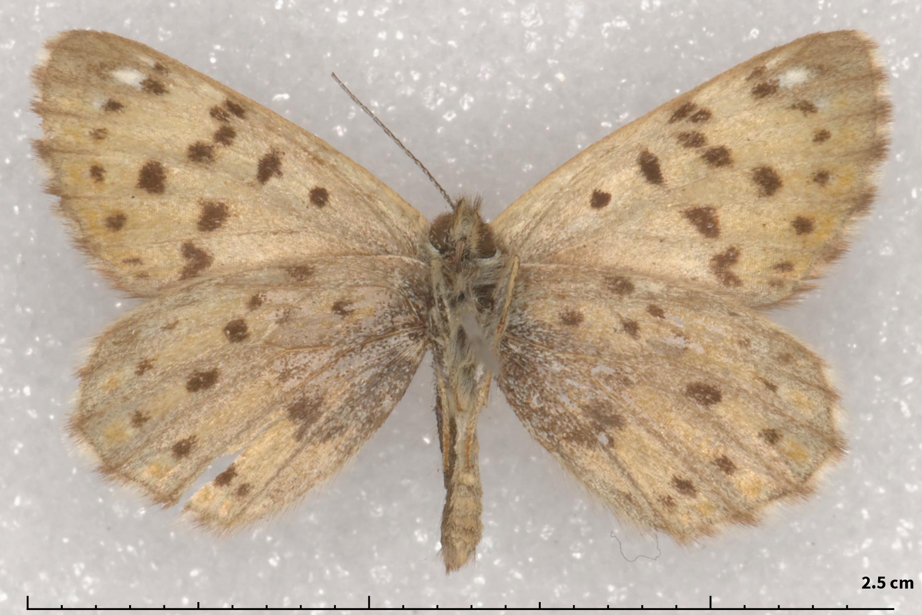 Polycaena t. tamerlana (pinned specimens)