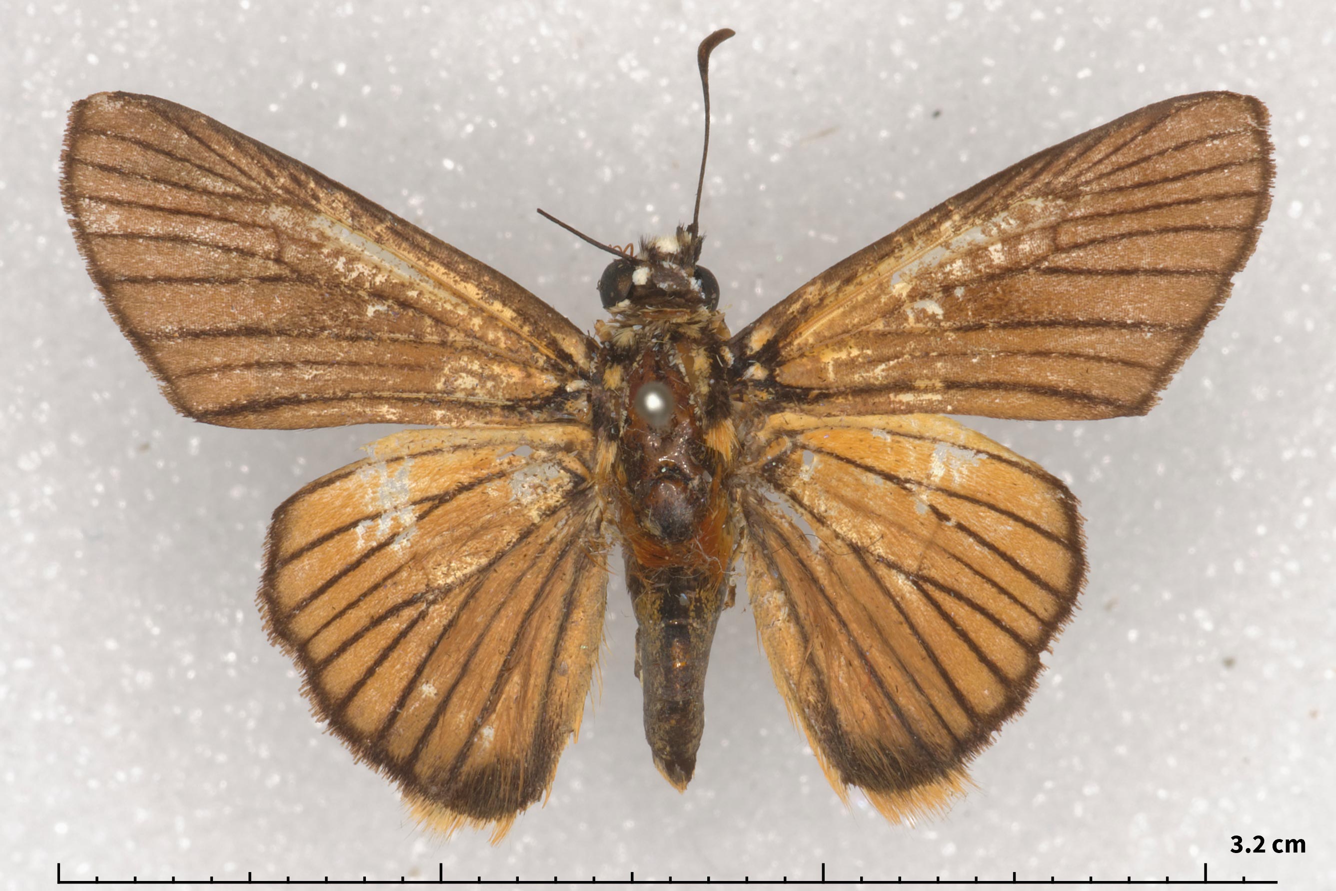Abantis vidua (pinned specimens)