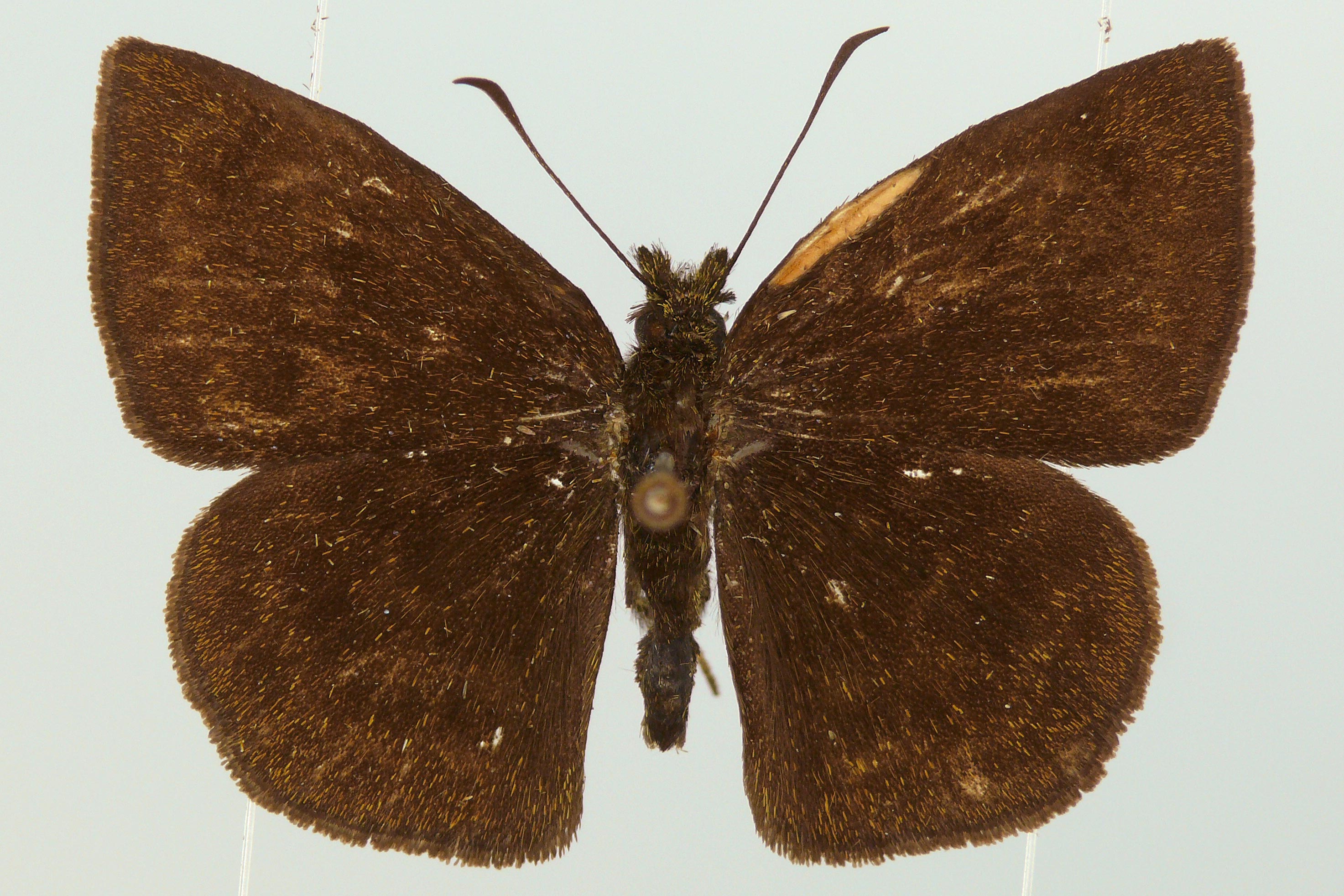 Bolla boliviensis (pinned specimens)