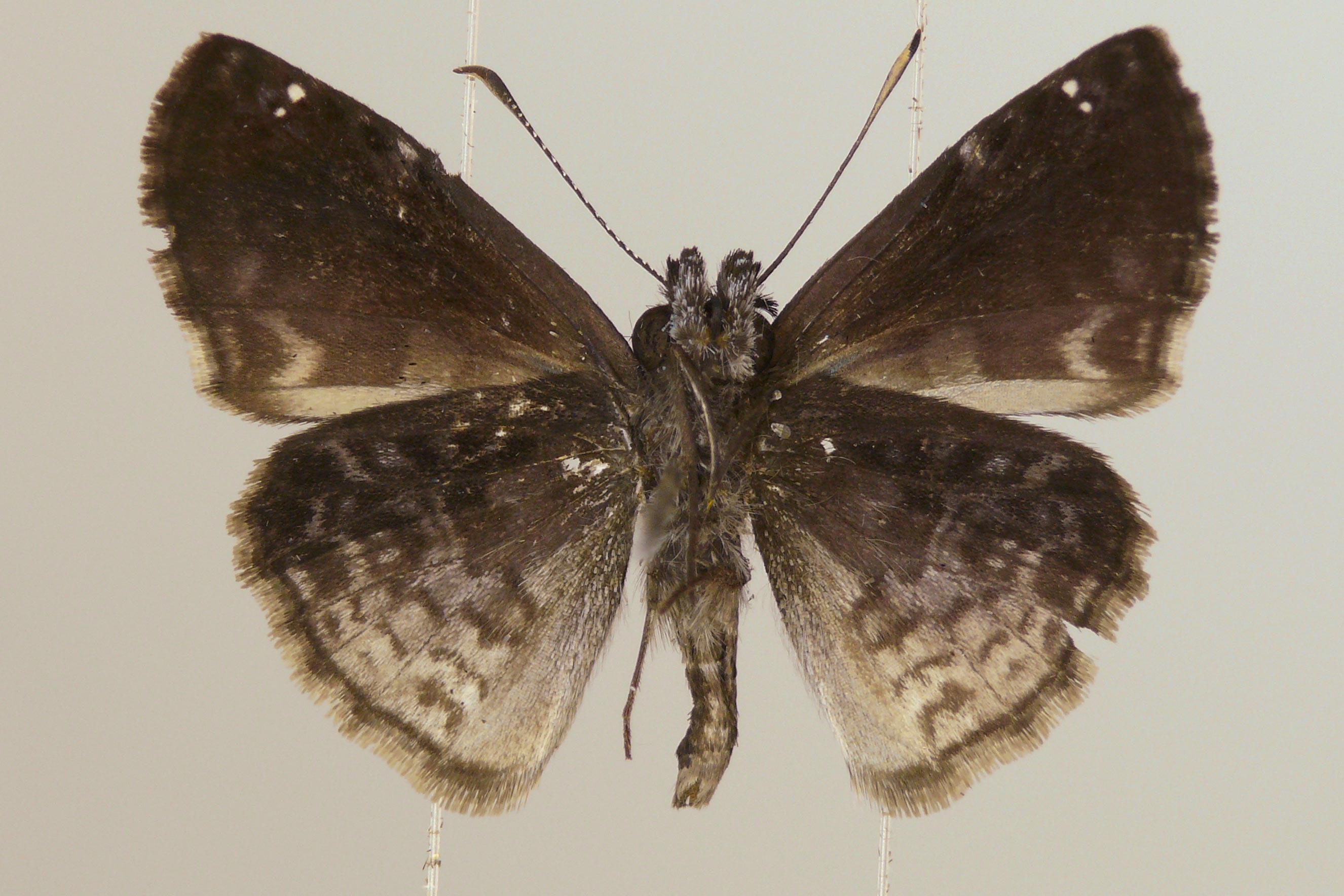 Gorgythion plautia [OM].