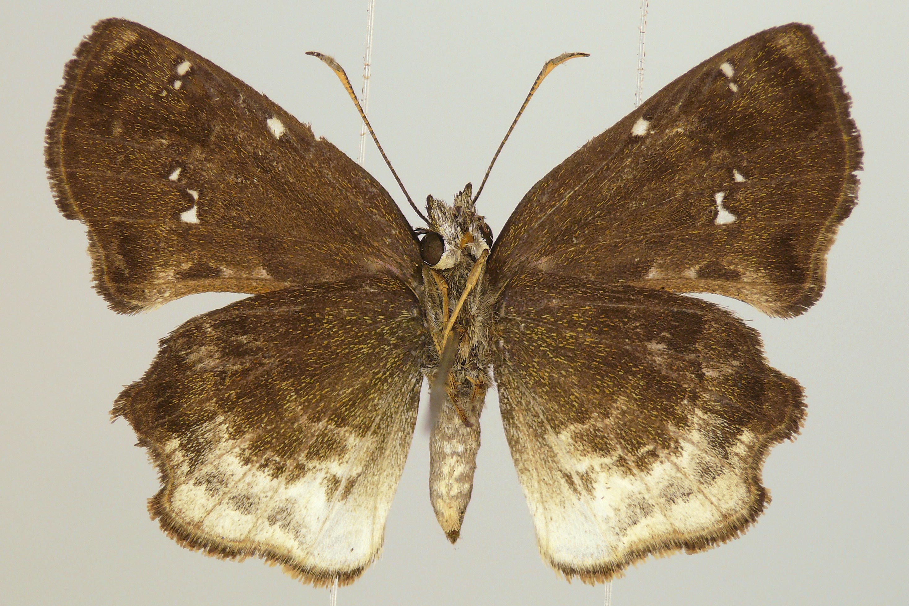 Antigonus liborius areta (pinned specimens)