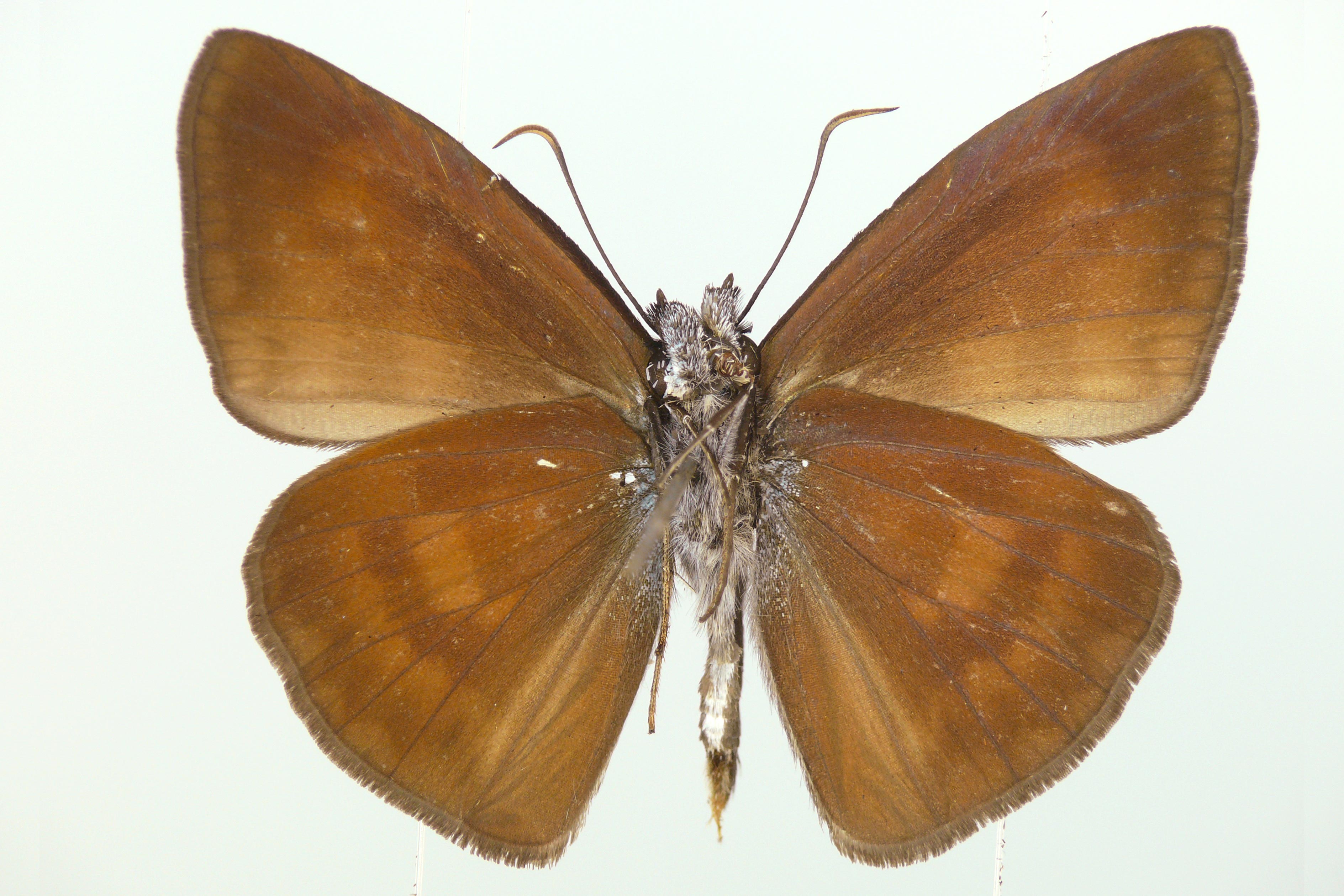 Tolius tolimus robigus [OM].