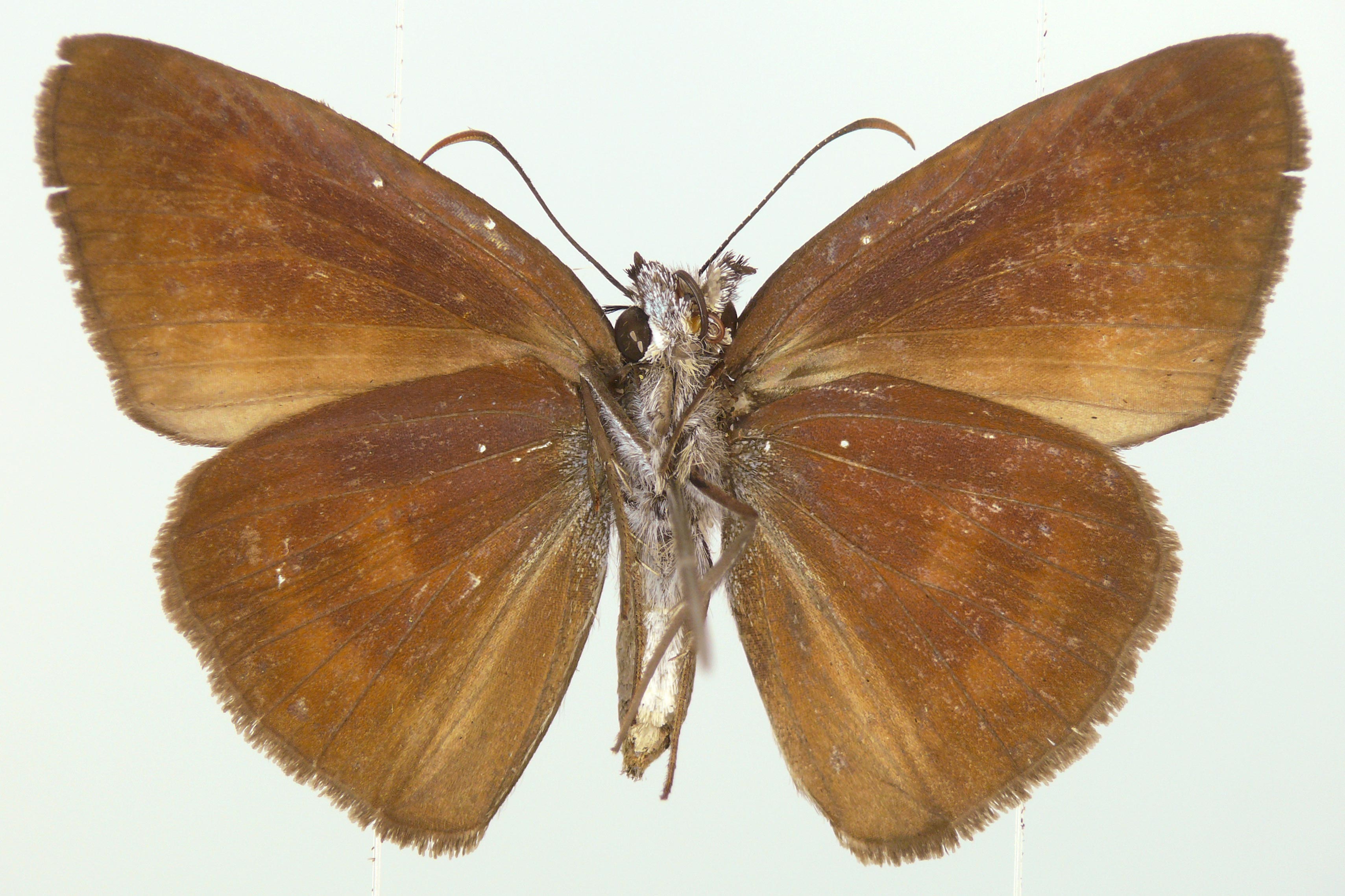 Tolius tolimus robigus [OM].