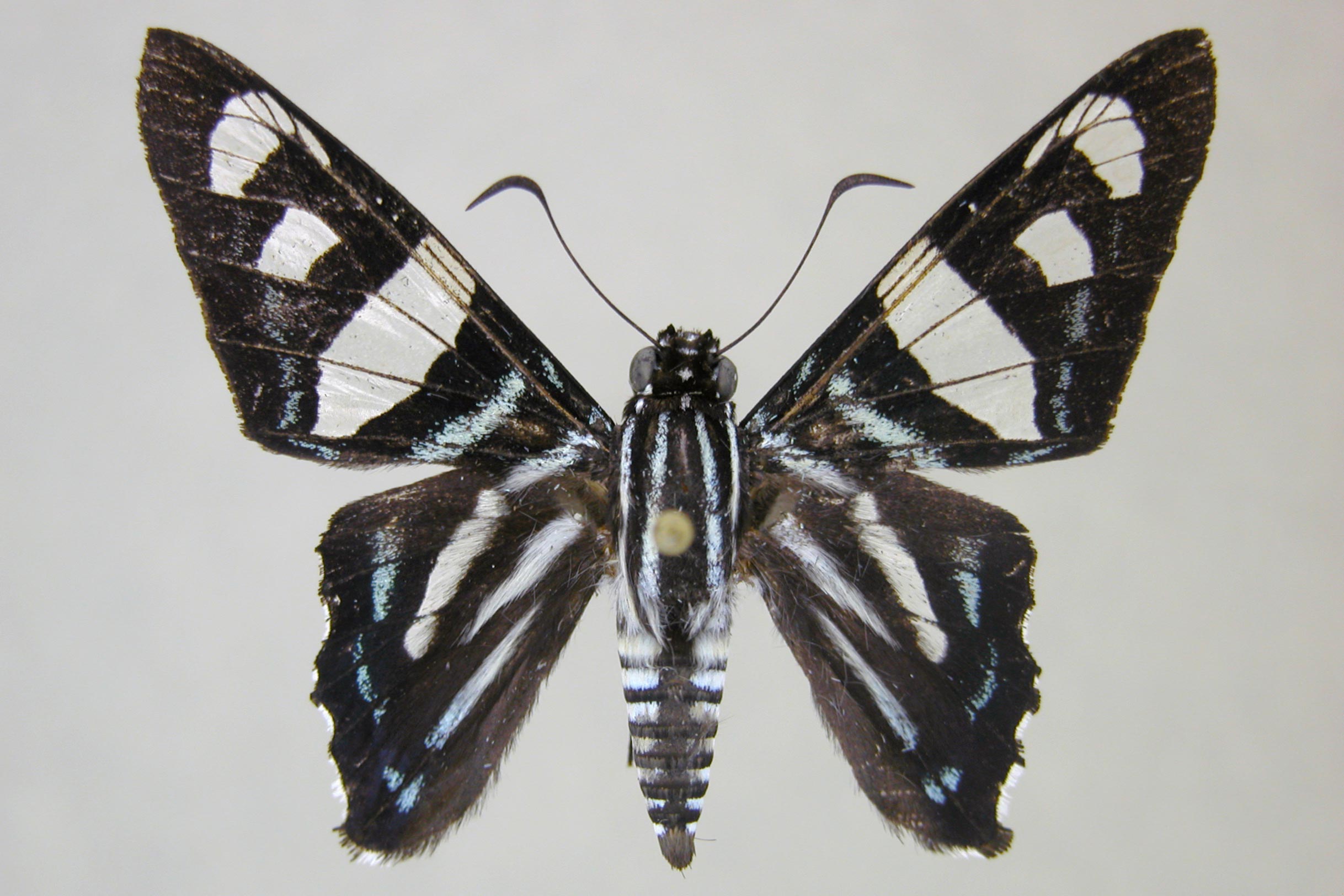 Zonia zonia diabo (type specimens)