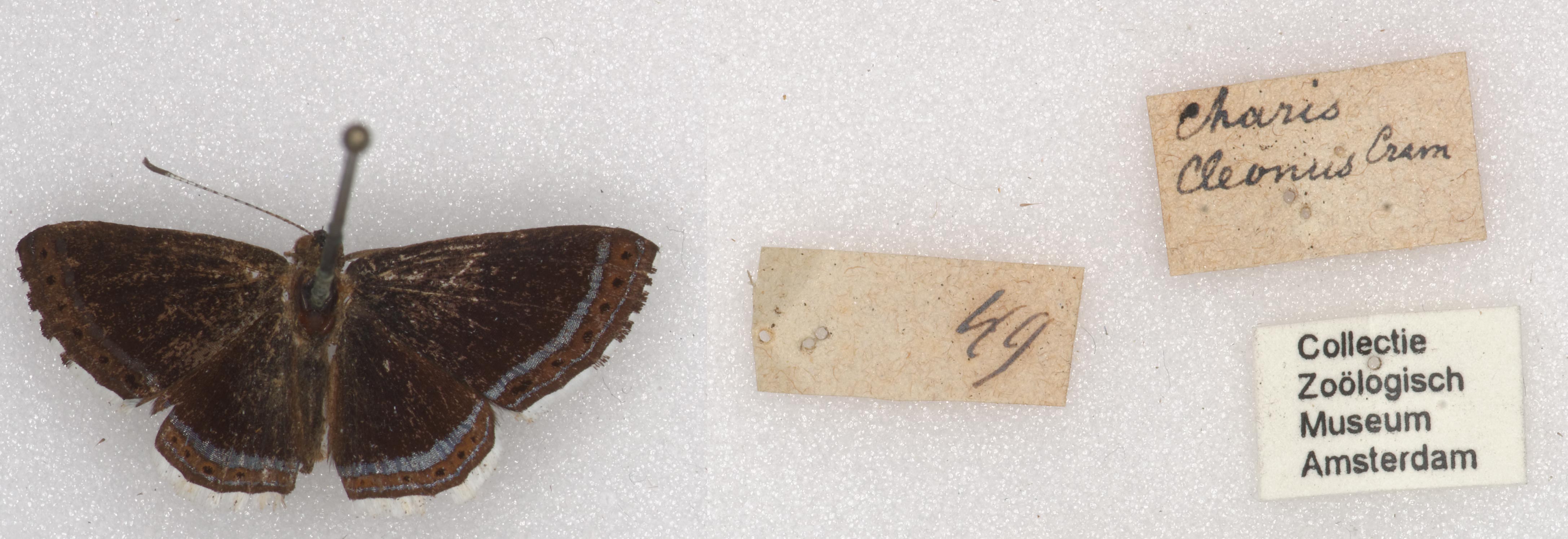 Detritivora cleonus ?TYPE no data: very old []