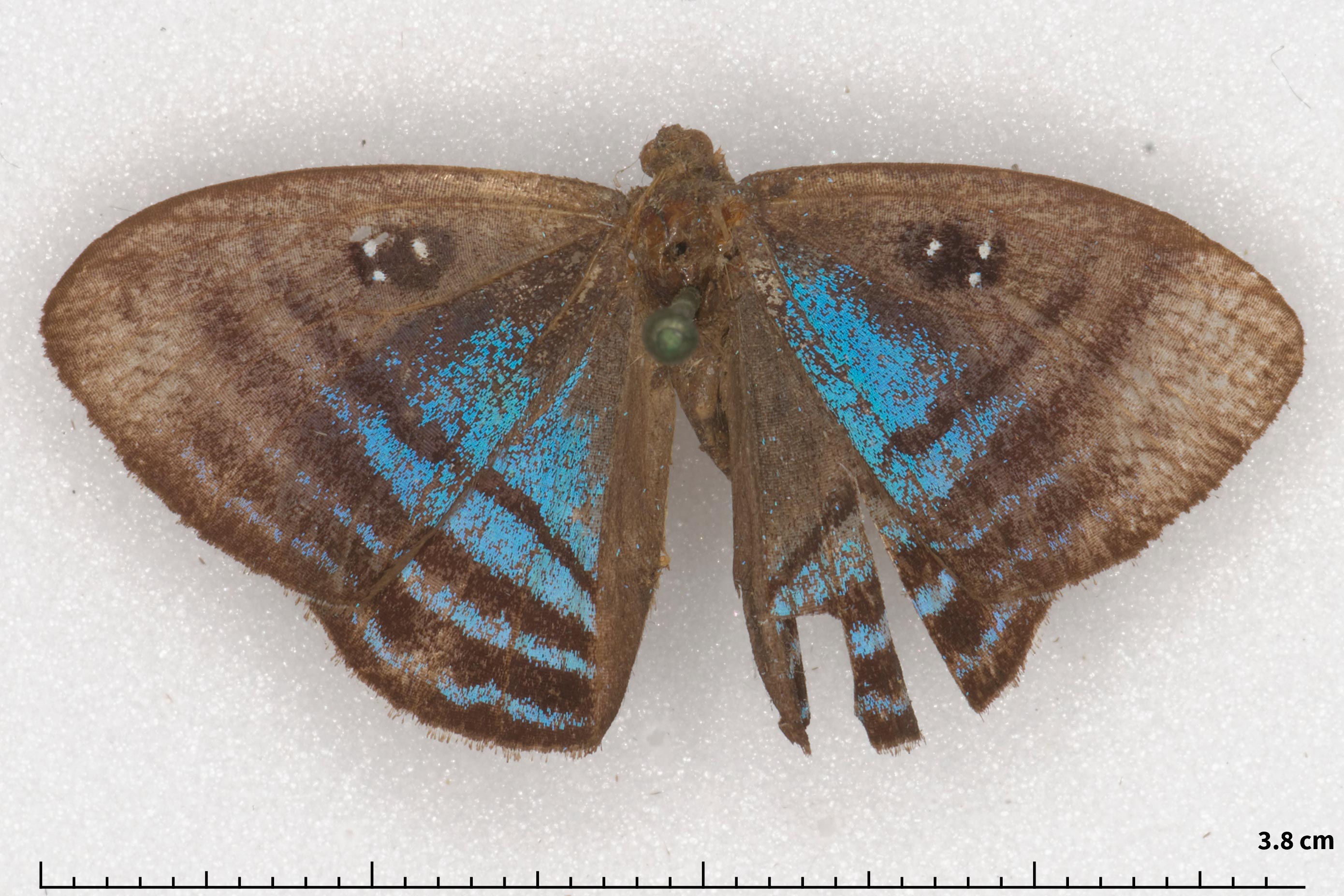 Ectosemia eumene eumene ?TYPE no data: very old []