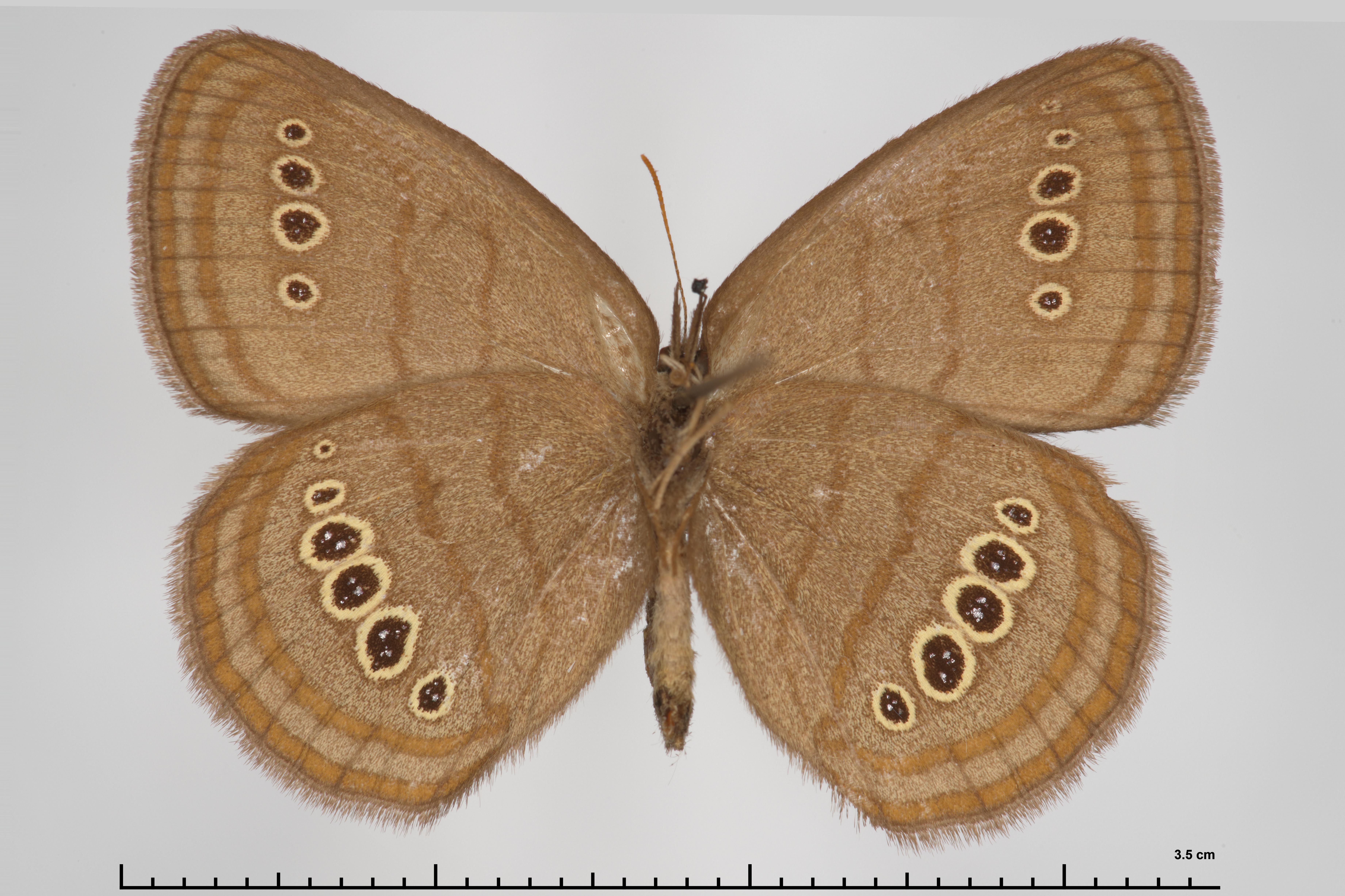 Neonympha m. mitchellii (pinned specimens, page 2)