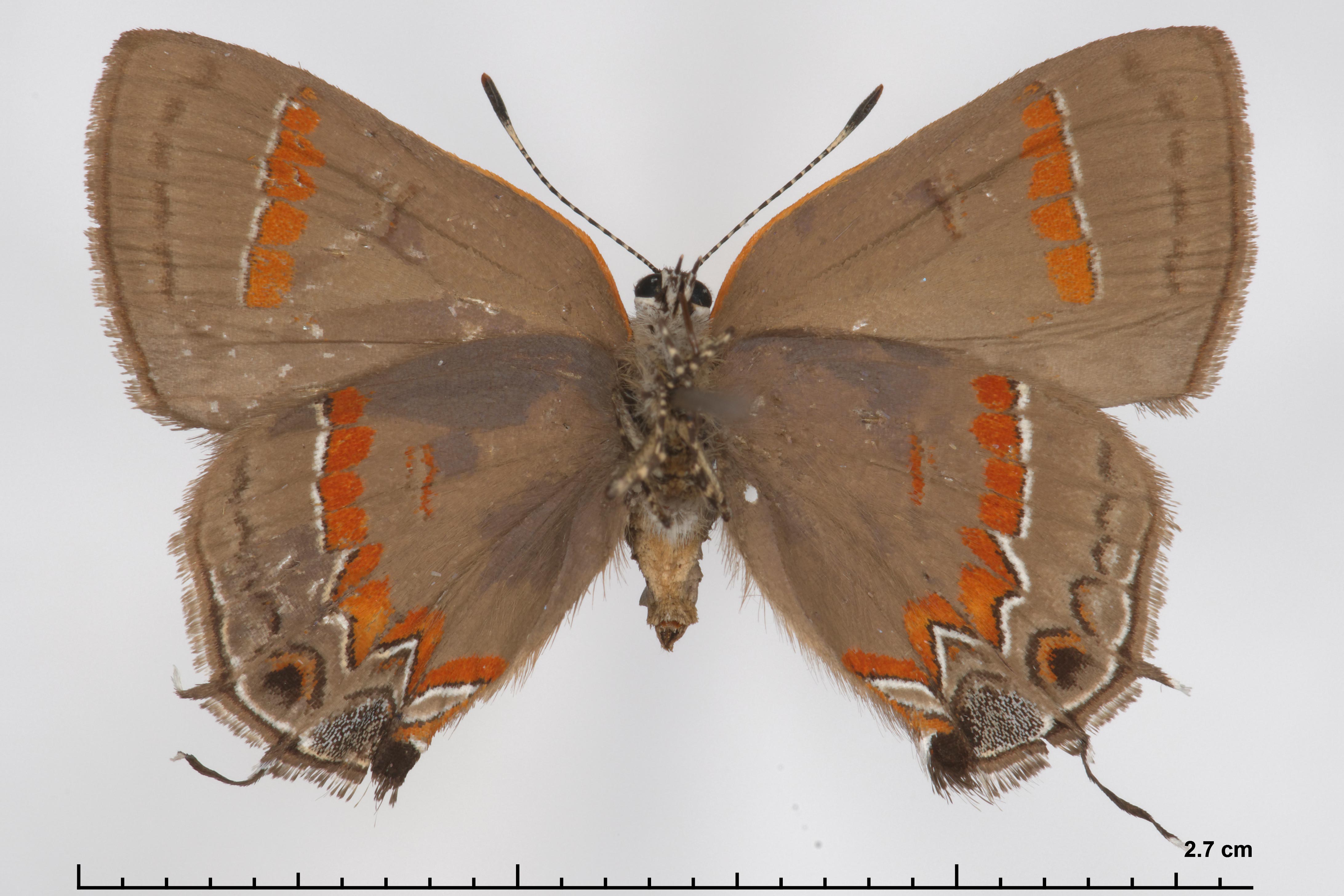 Calycopis cecrops (pinned specimens)