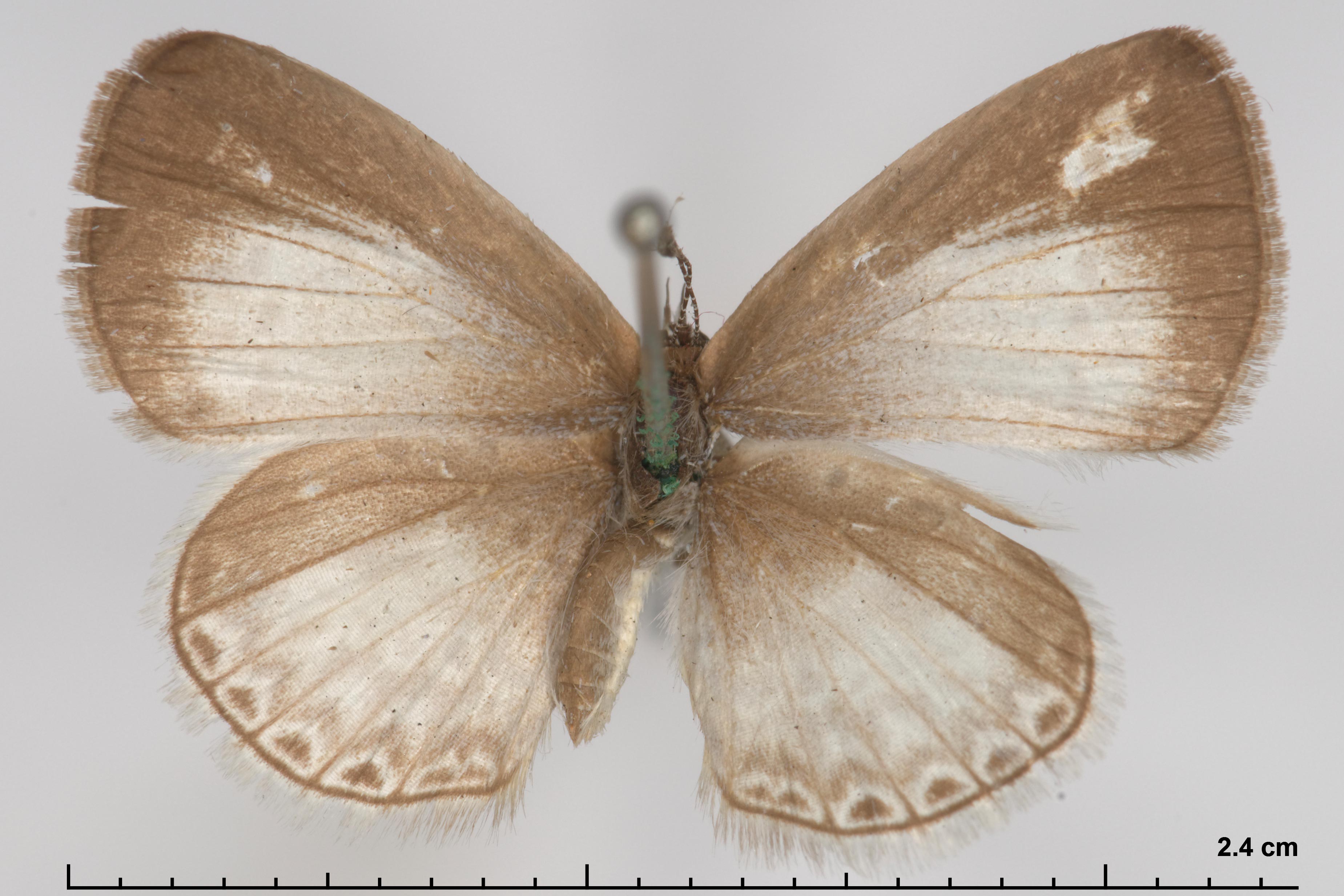 Elkalyce cogina (type specimens)