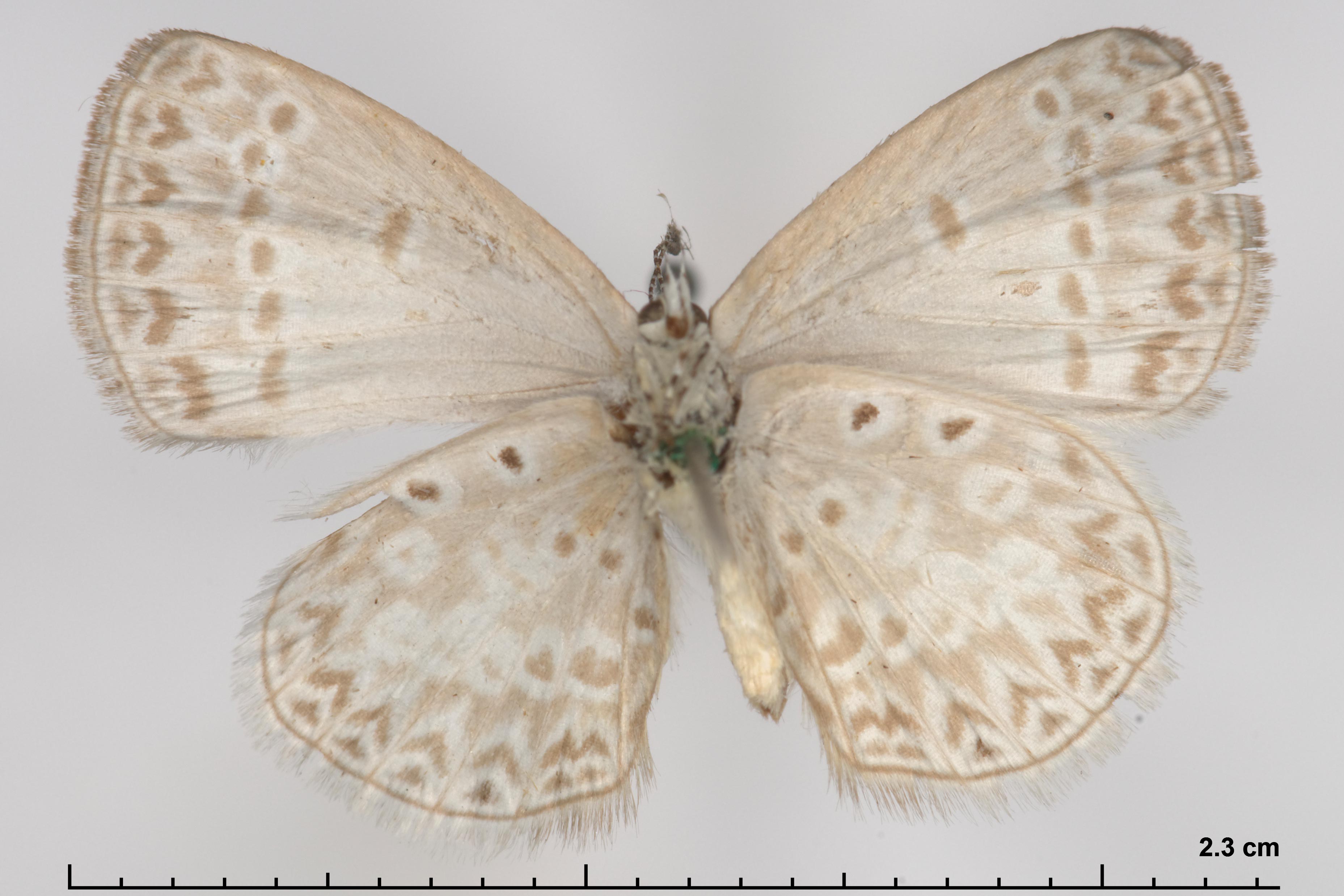 Elkalyce cogina (type specimens)