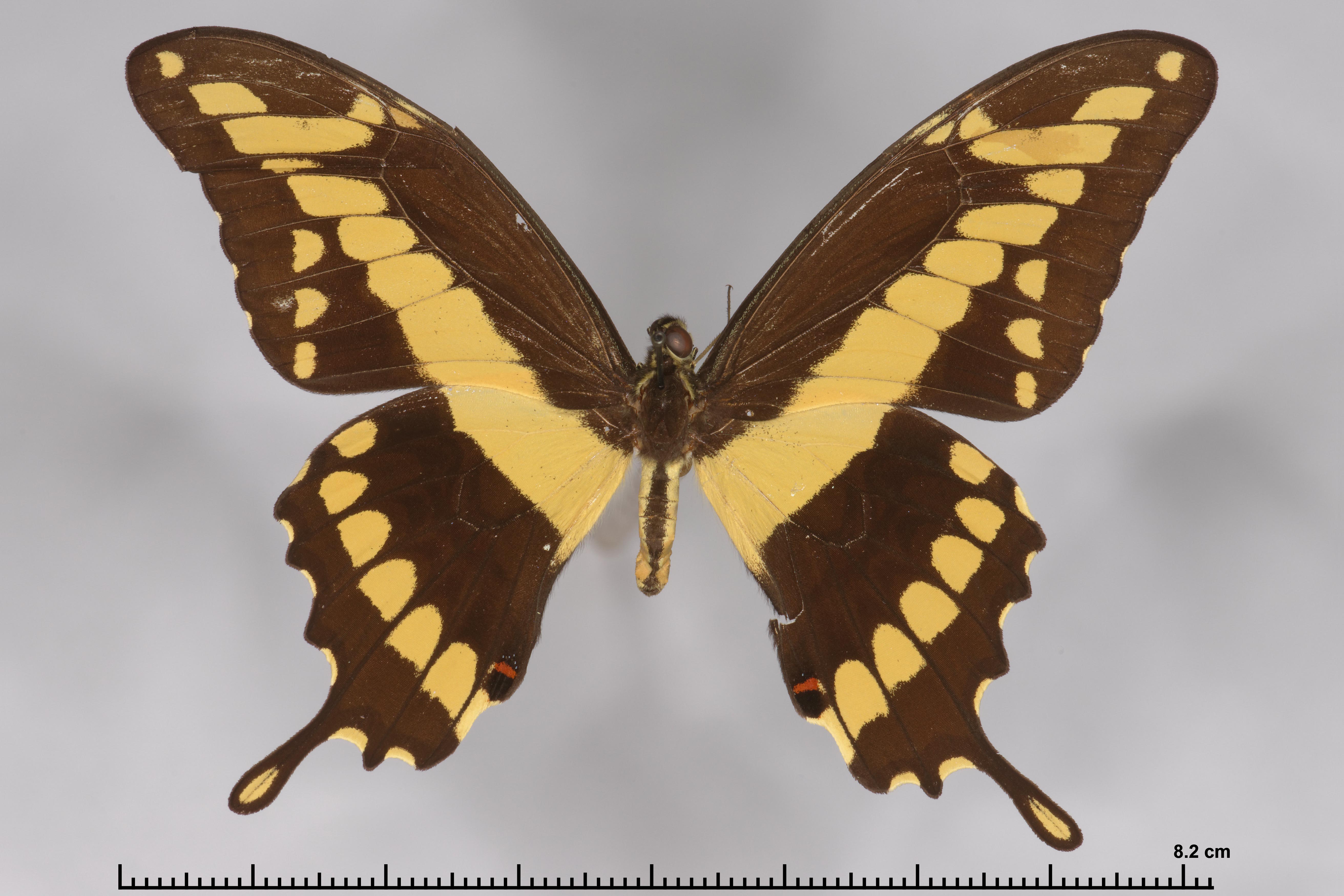Heraclides homothoas (pinned specimens)