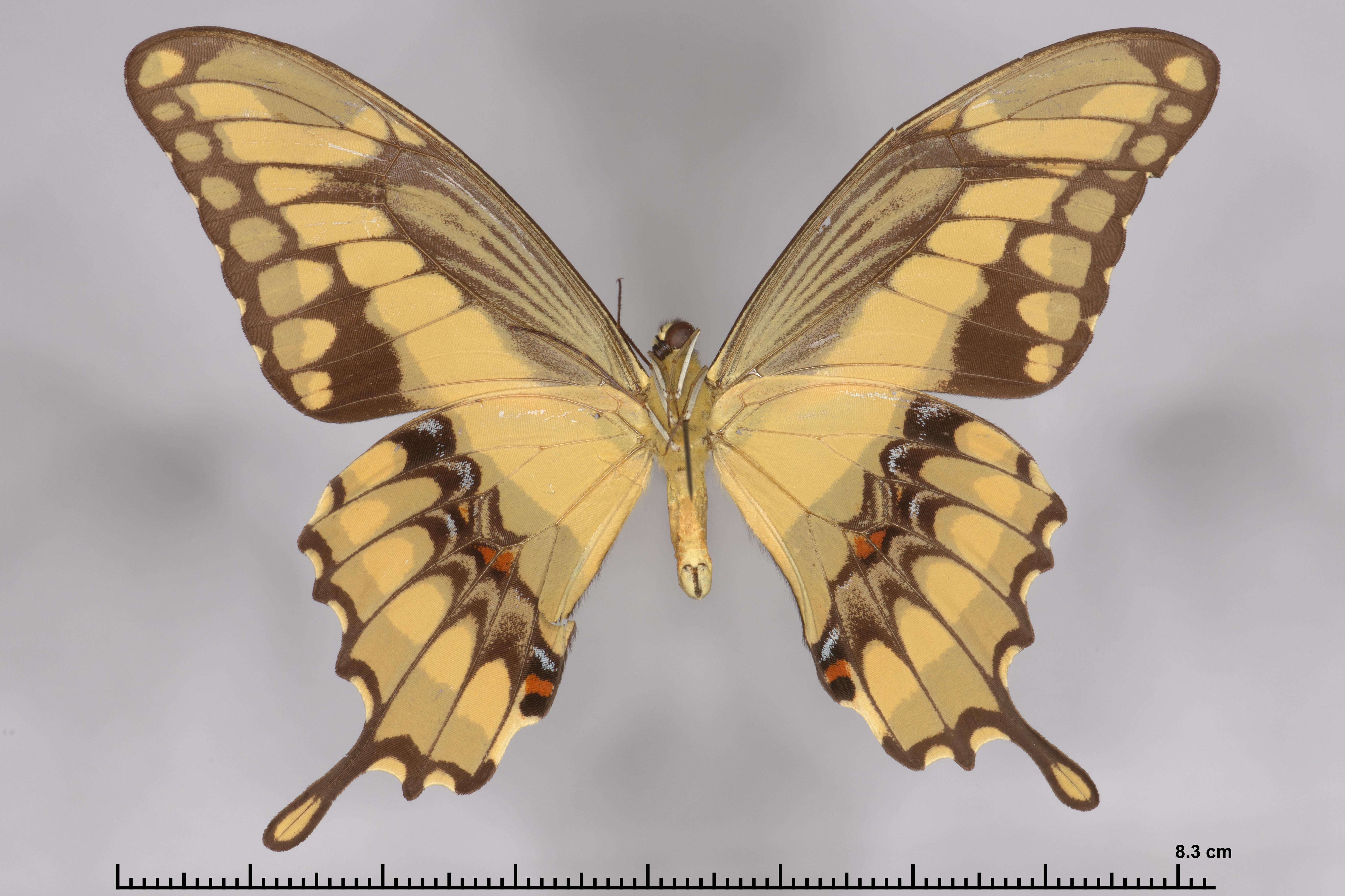 Heraclides homothoas (pinned specimens)