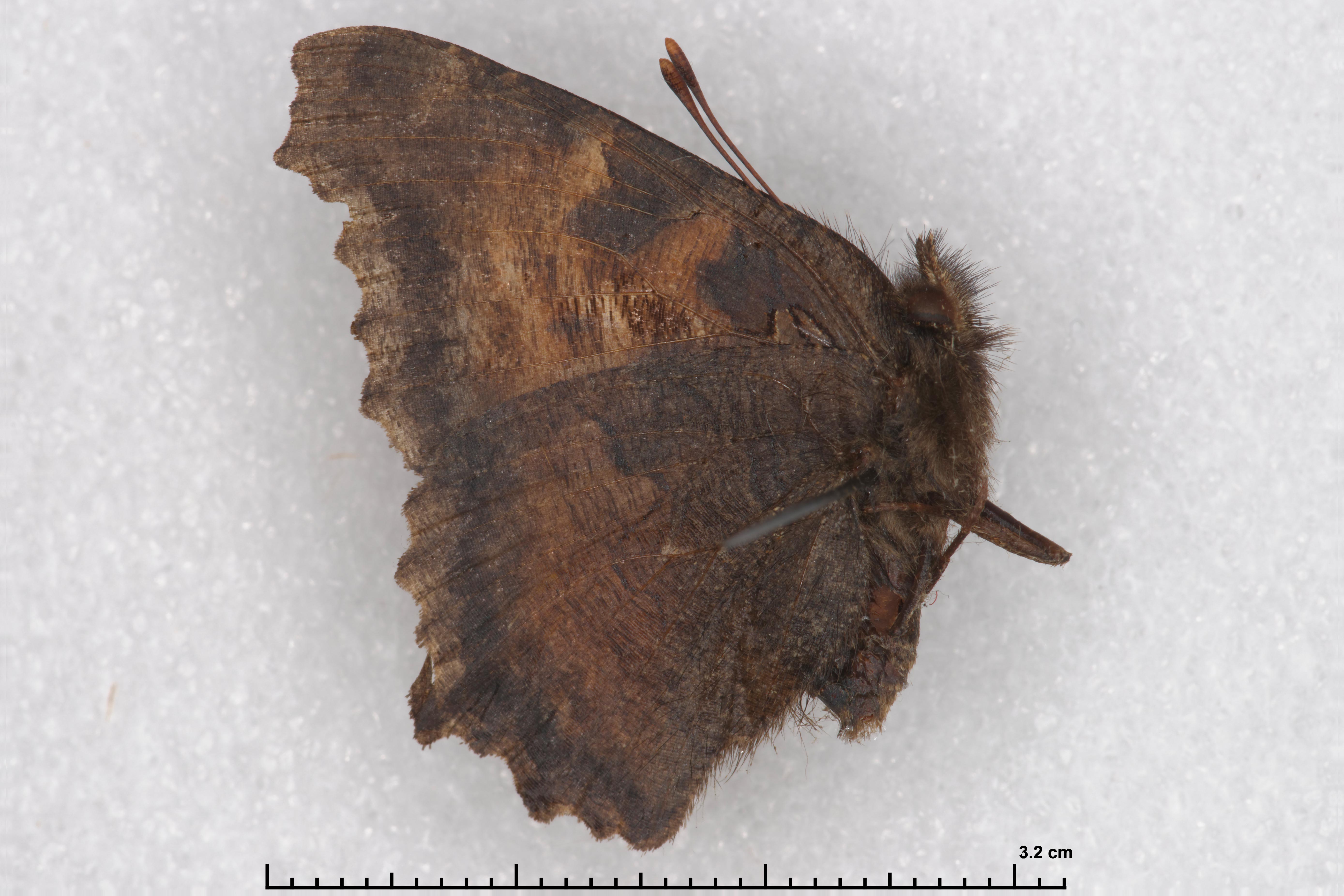 Nymphalis californica (PARATYPE of Nymphalis herri W. D. Field, 1936 ...