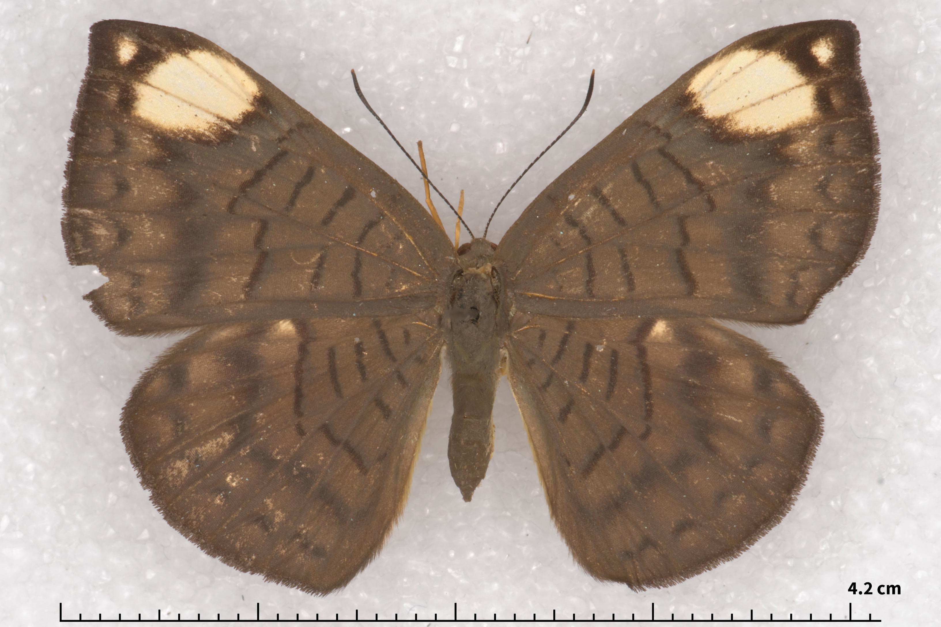 Emesis condigna (pinned specimens)