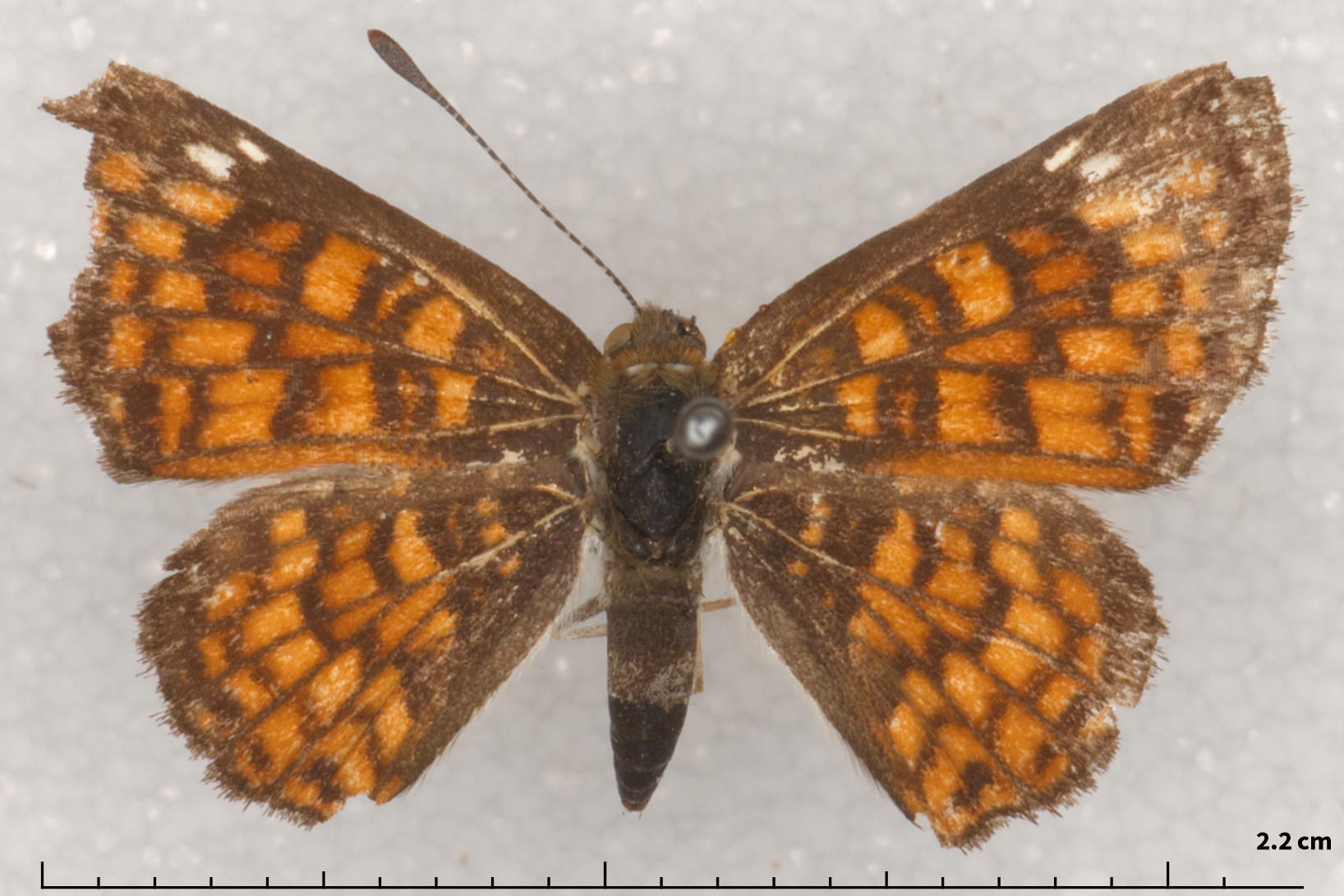 Emesis phyciodoides (type specimens)