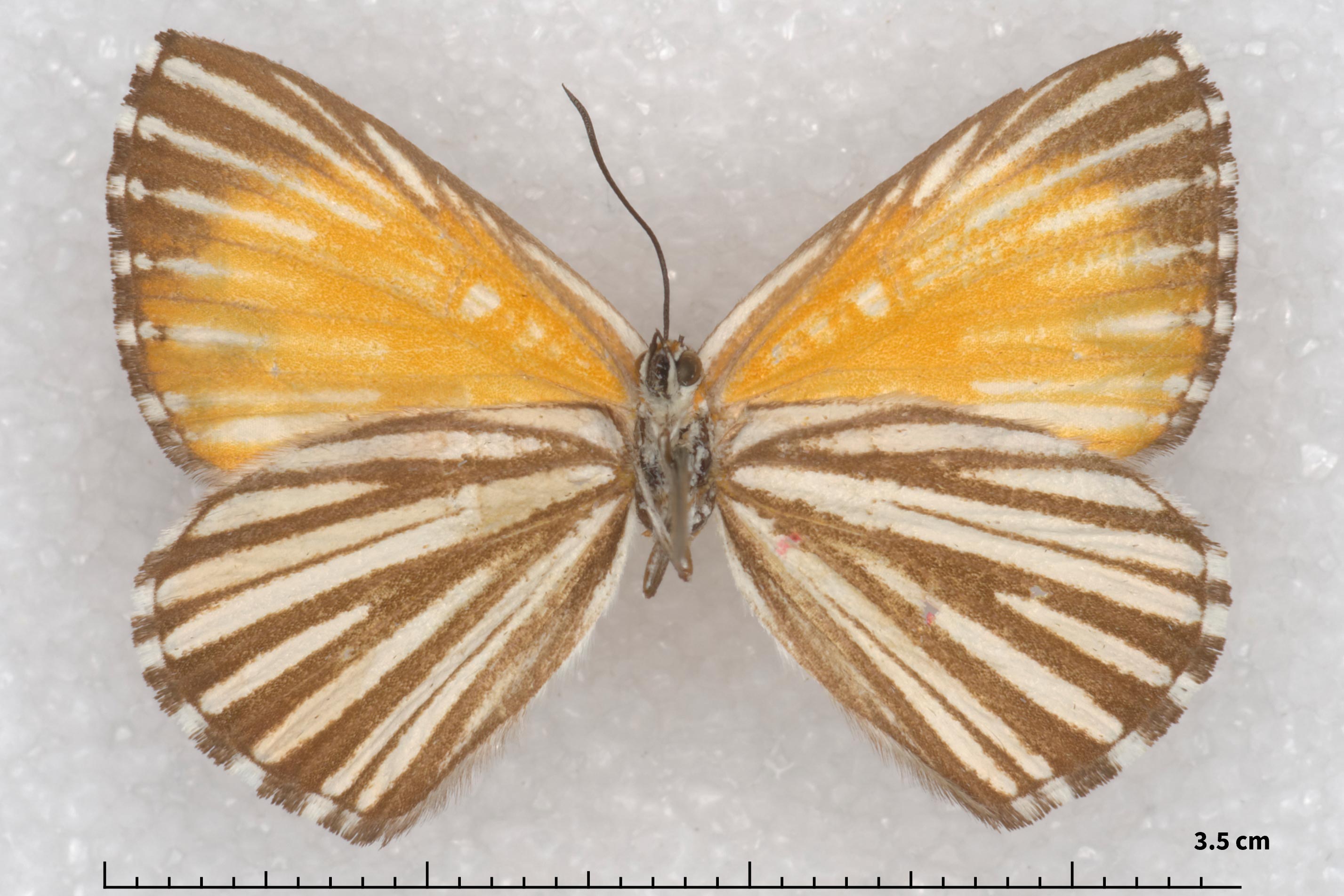 Aricoris terias (pinned specimens)