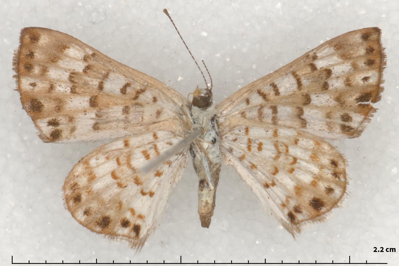 Apodemia hypoglauca wellingi (pinned specimens)