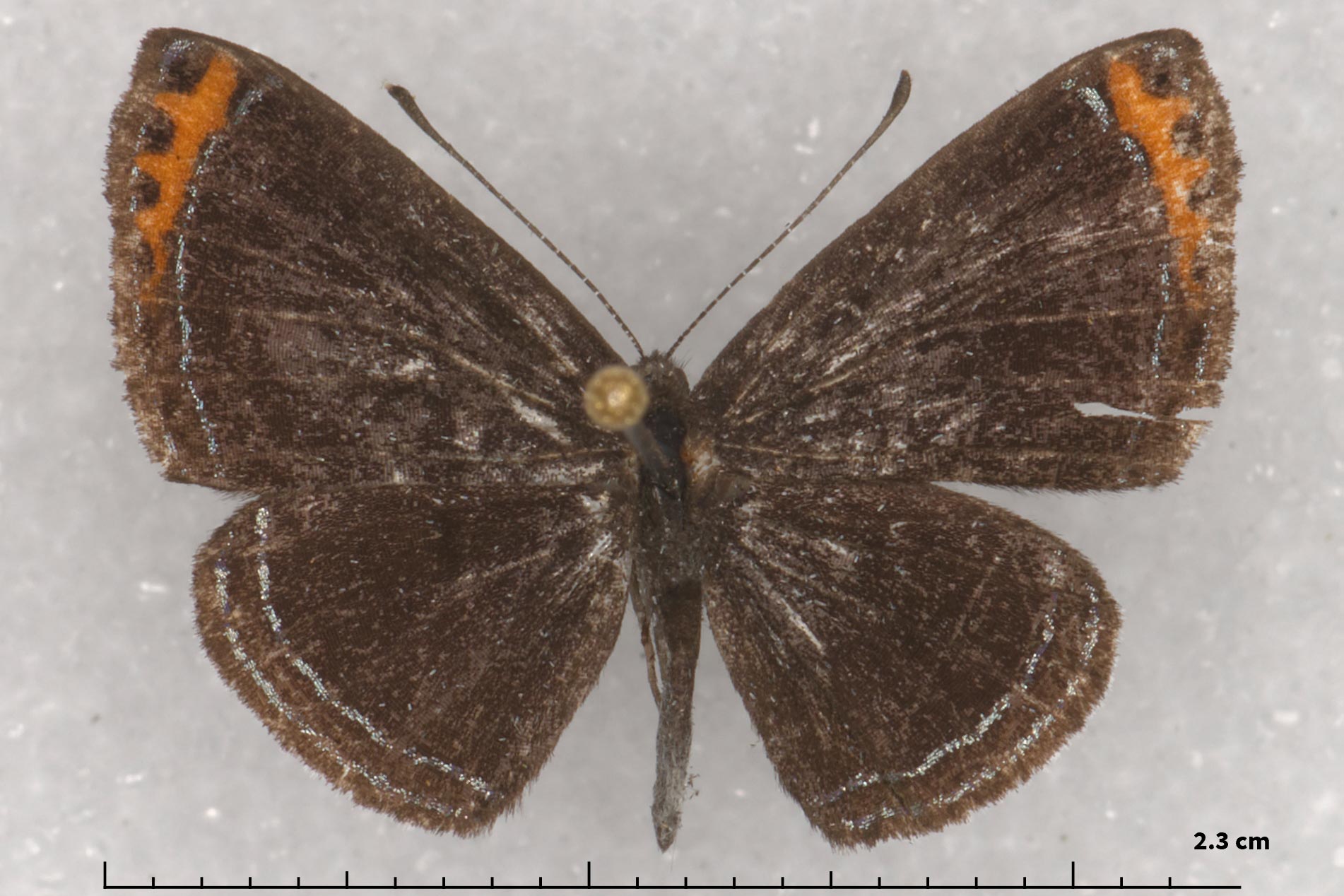 Chadia cadytis (pinned specimens)