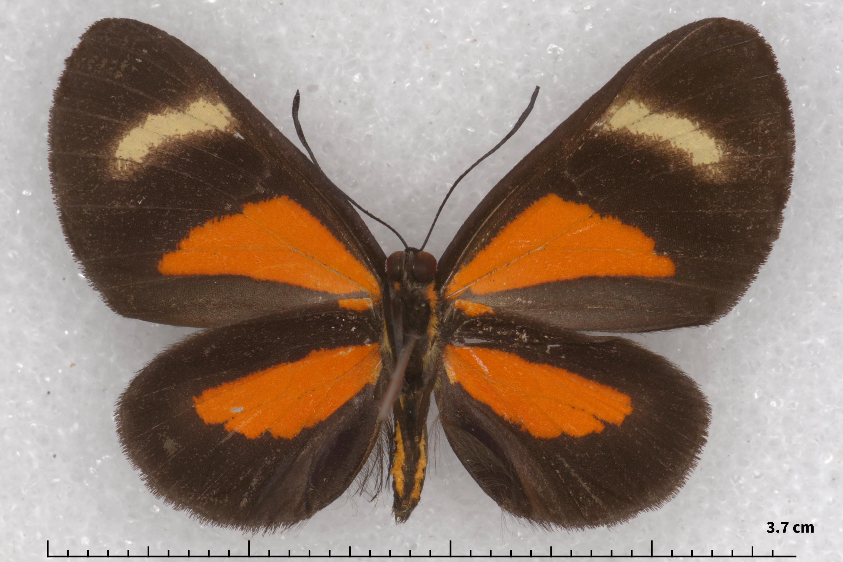 Cartea vitula tapajona (pinned specimens)