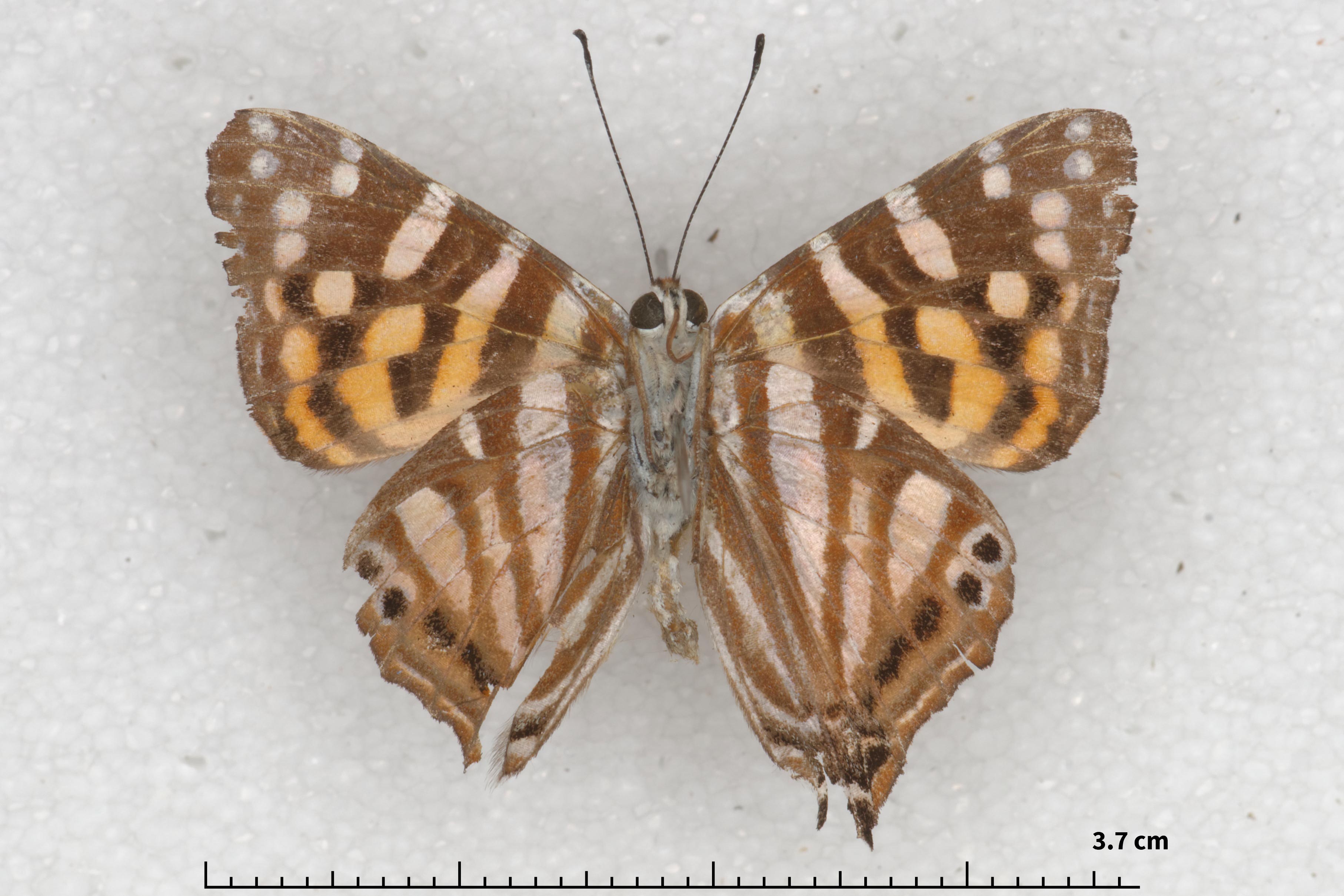 Dodona e. egeon (pinned specimens)