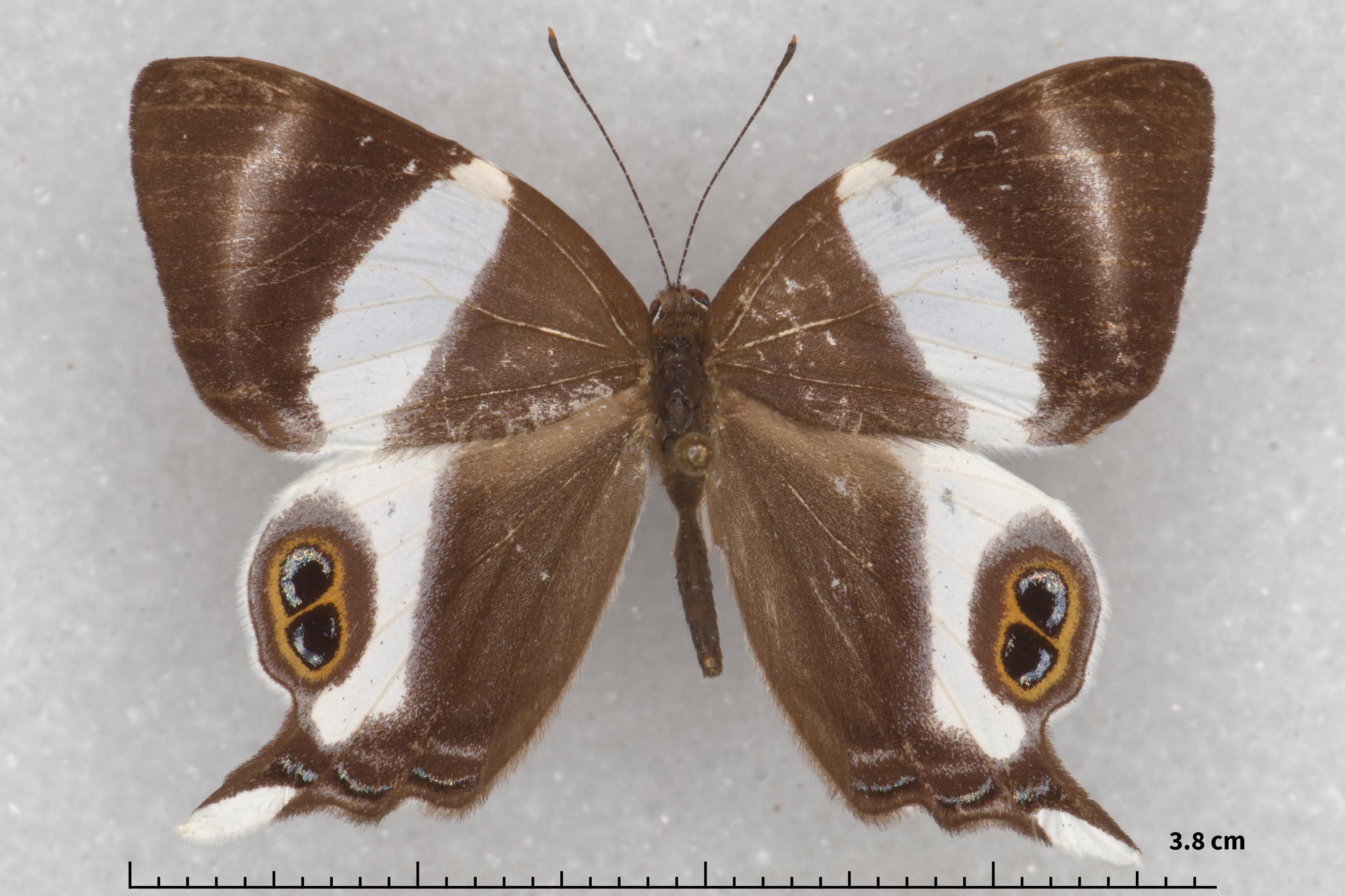Afriodinia n. neavei (pinned specimens)